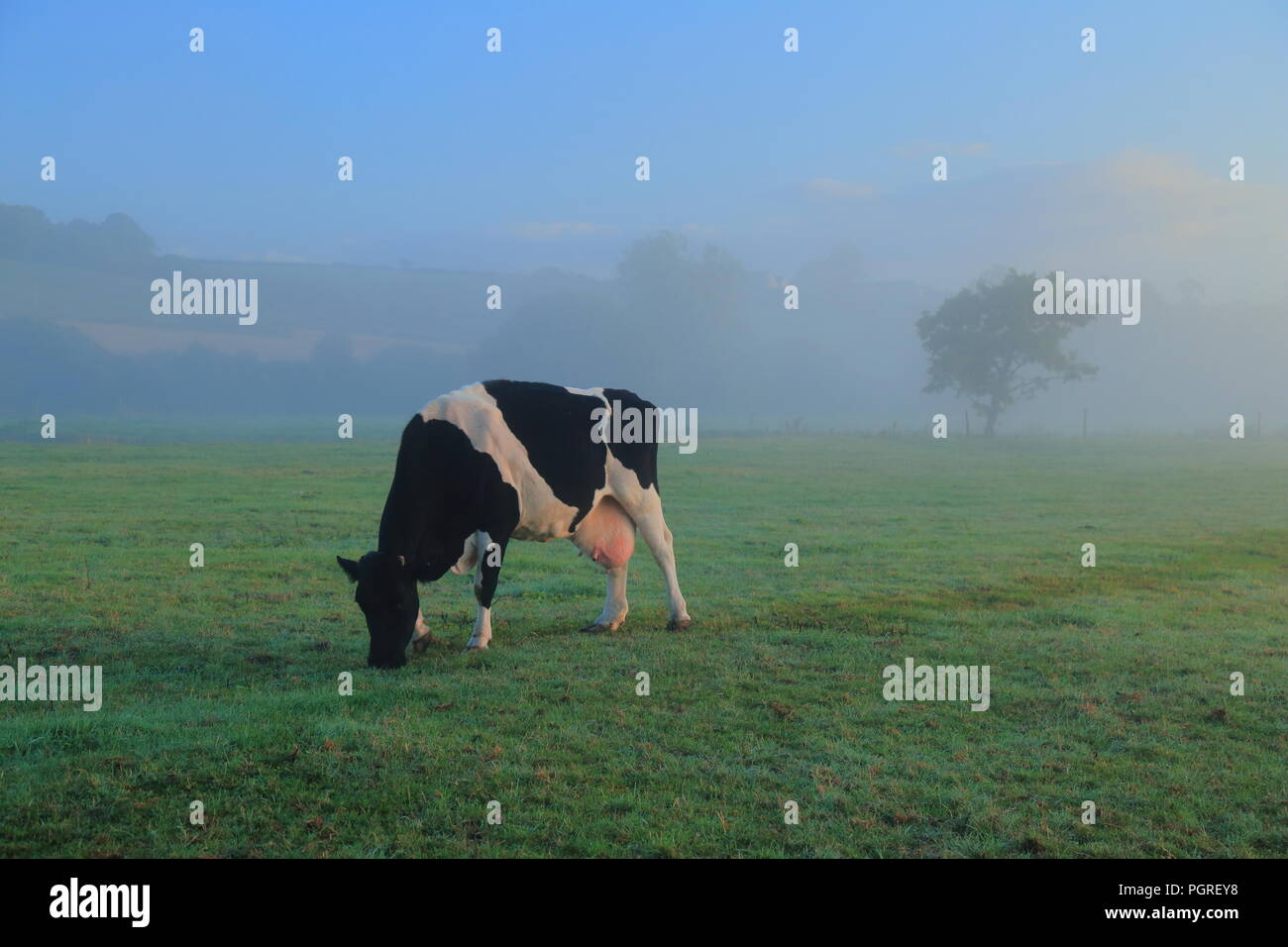 Friesian cattle uk hi-res stock photography and images - Alamy