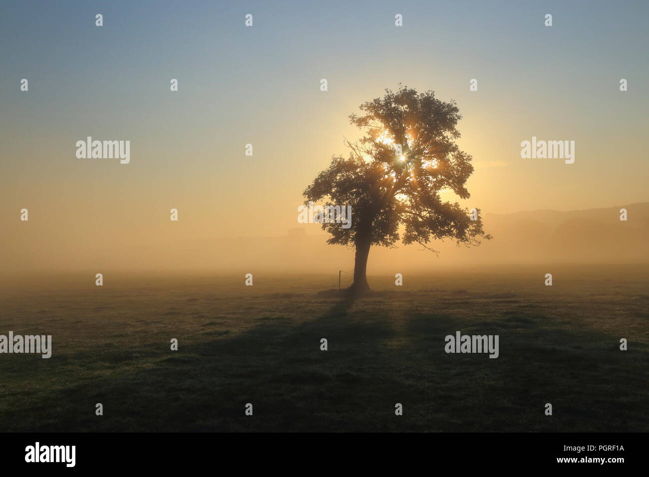 Rays of sunlight shining through tree on a misty morning in Axe Valley ...