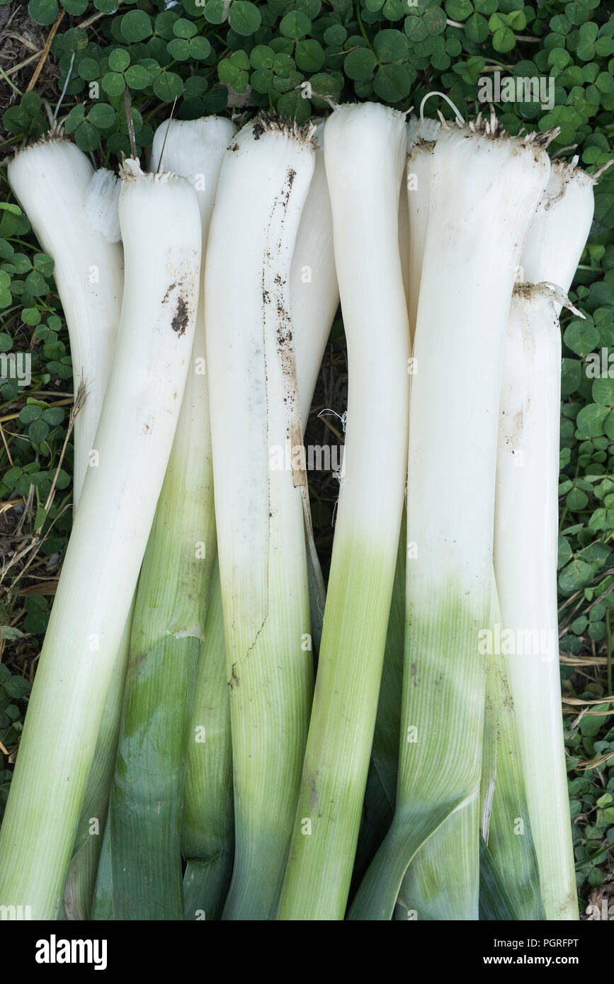 Allium ampeloprasum, freshly picked leeks in the garden Stock Photo - Alamy