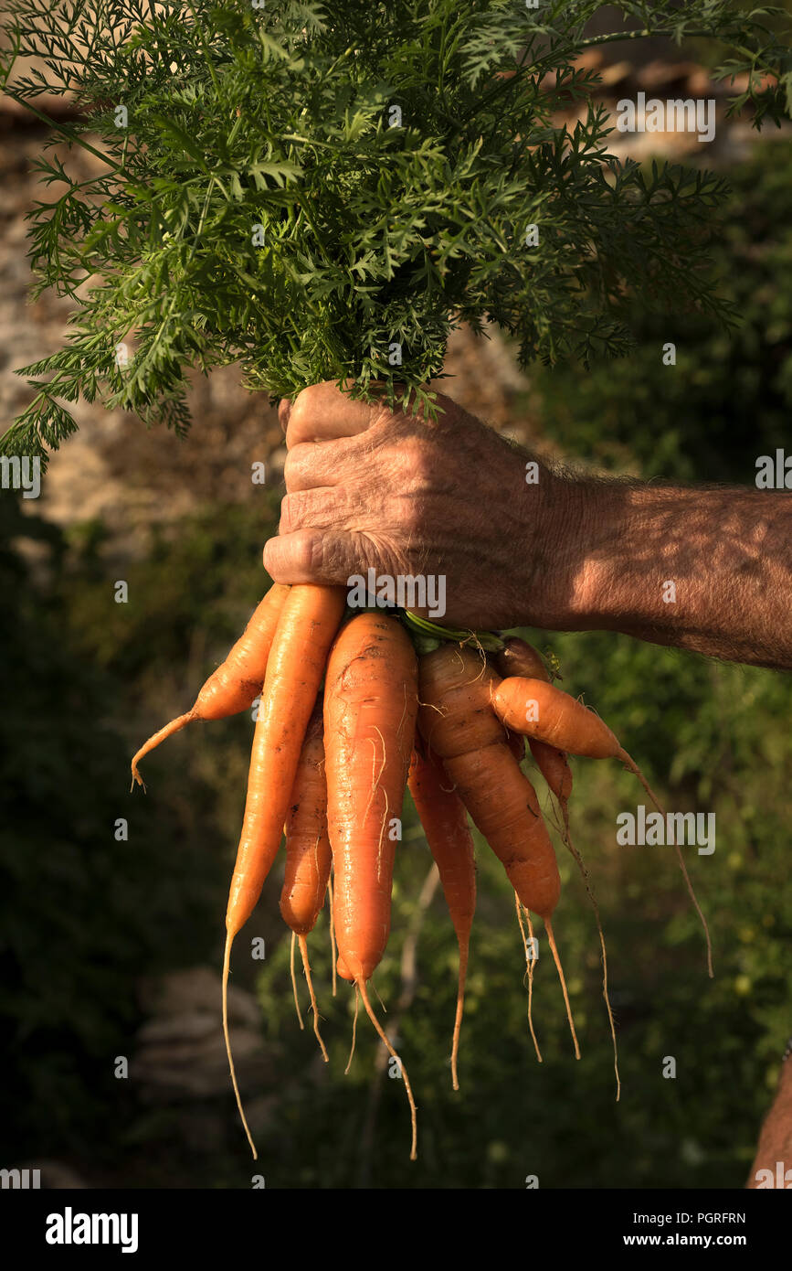 Harvesting carrots garden hi-res stock photography and images - Alamy