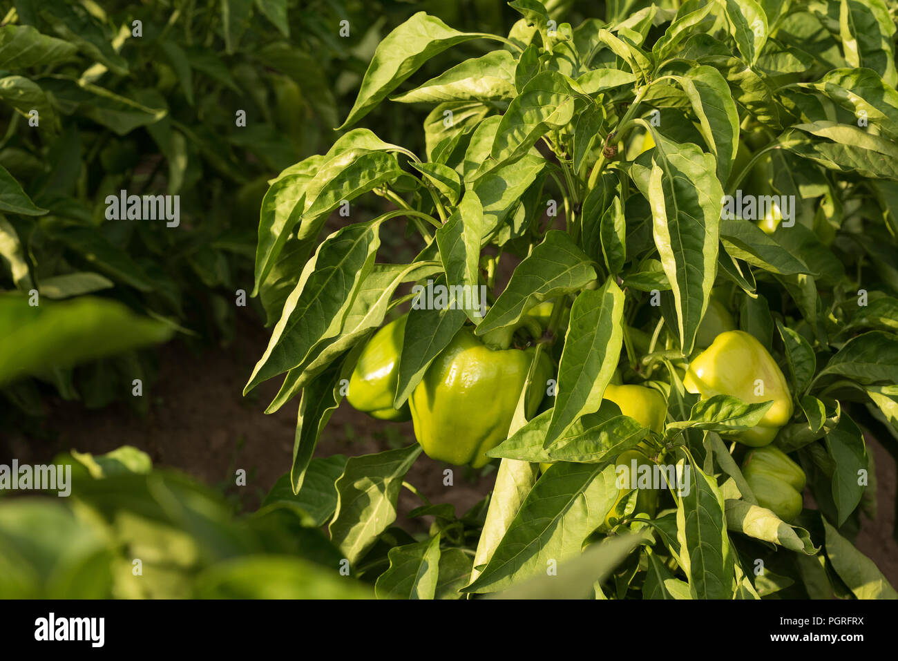 Fresh vegetables, green peppers, in the garden, plant and fruit Stock ...