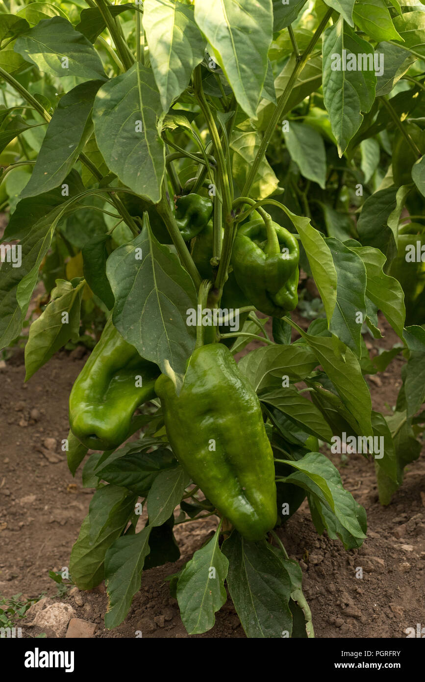 Green pepper peppers fruit hi-res stock photography and images - Alamy