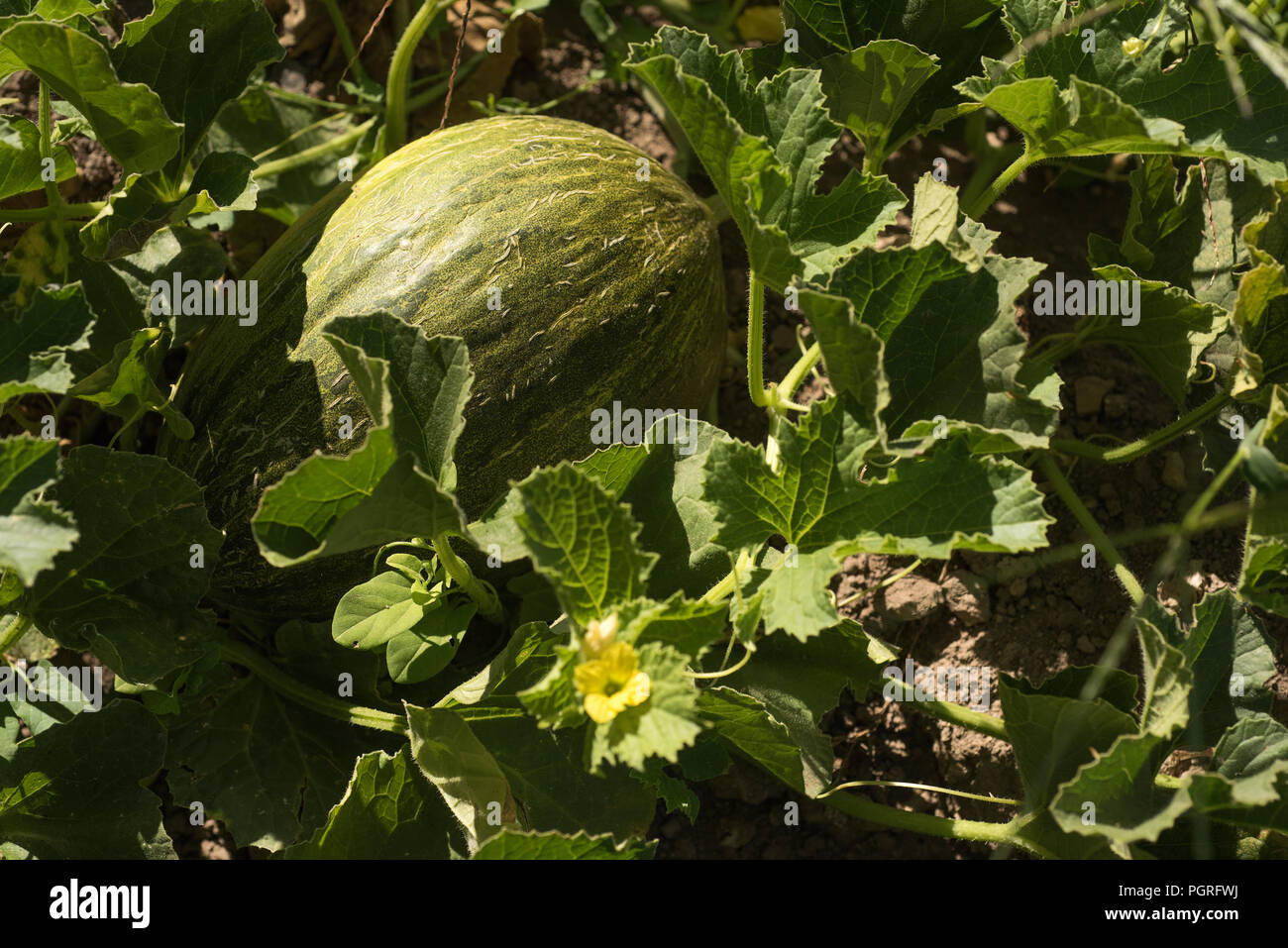 Melon, in the garden, fruit, plant, leaves, flower Stock Photo - Alamy
