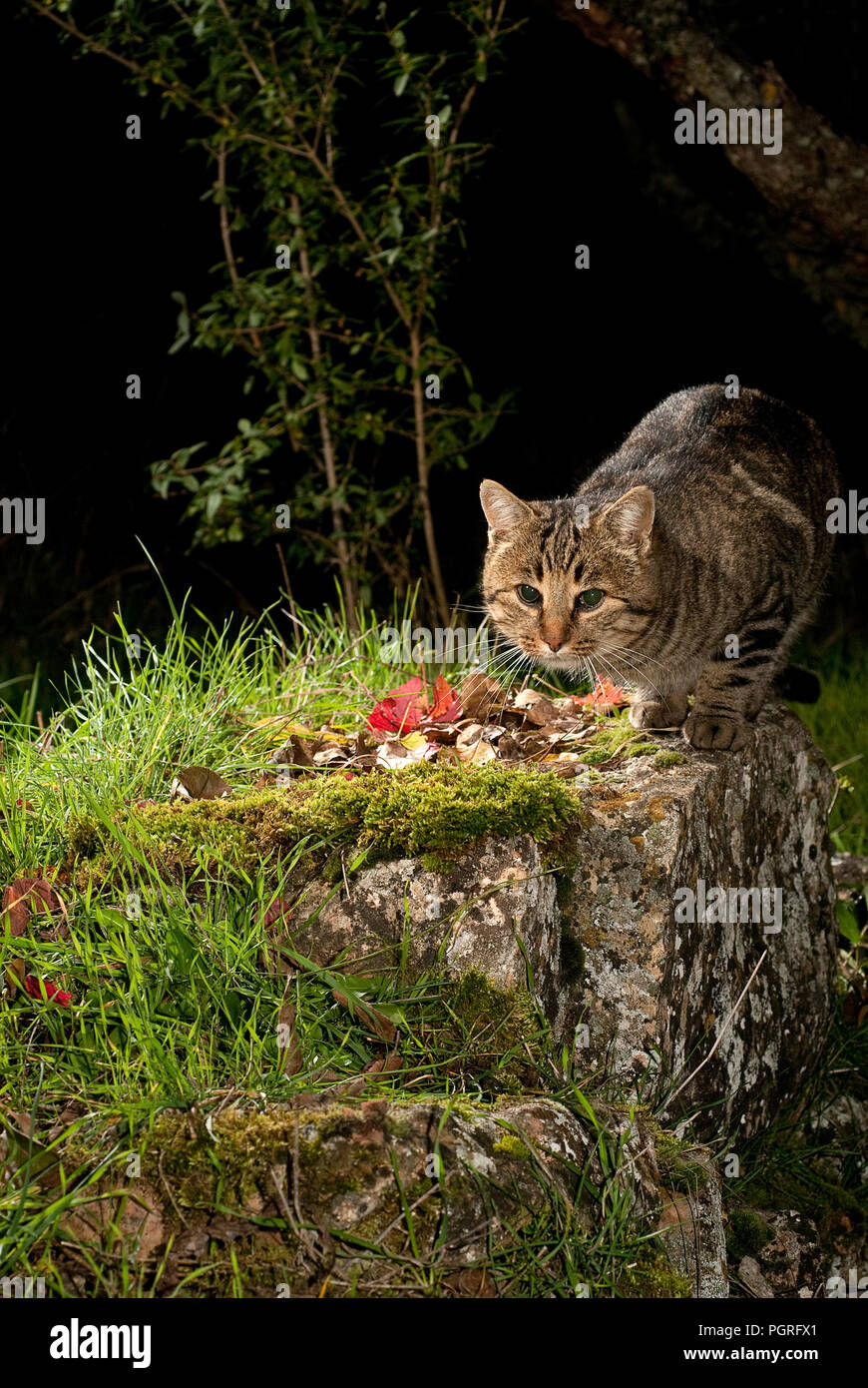 Night cat looking food hi-res stock photography and images - Alamy