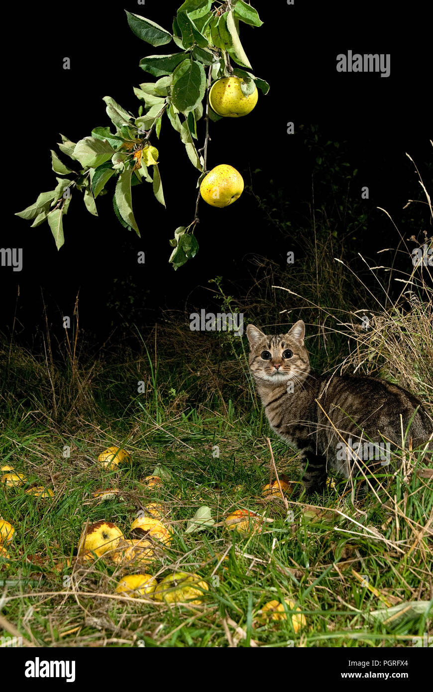 Cat in apple tree hi-res stock photography and images - Alamy