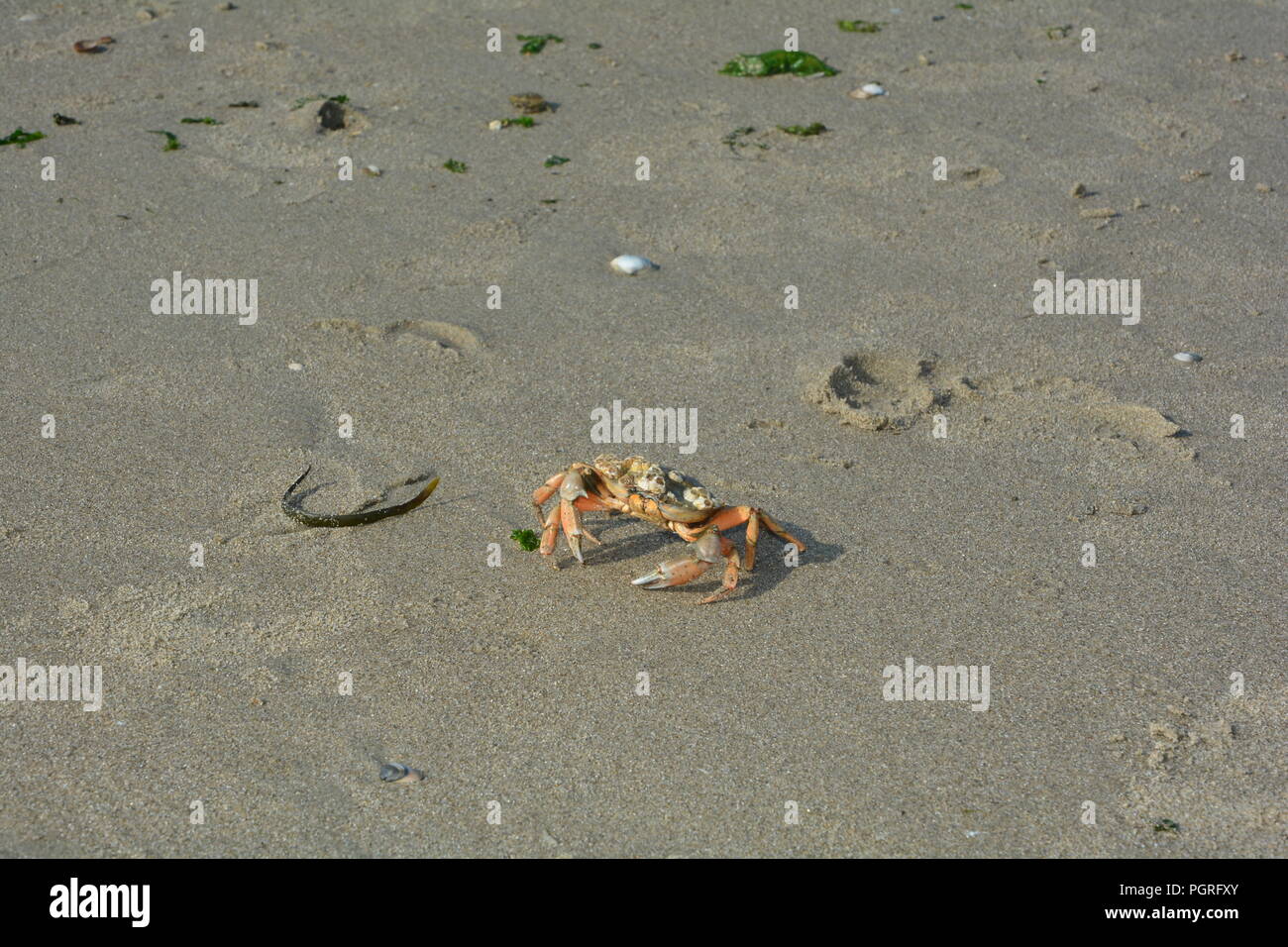 Beach crab in the sand with mussels and algae and many copy space Stock ...