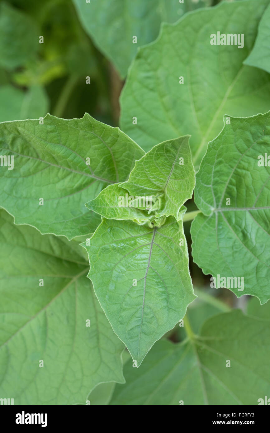 Physalis peruviana plant hi-res stock photography and images - Alamy