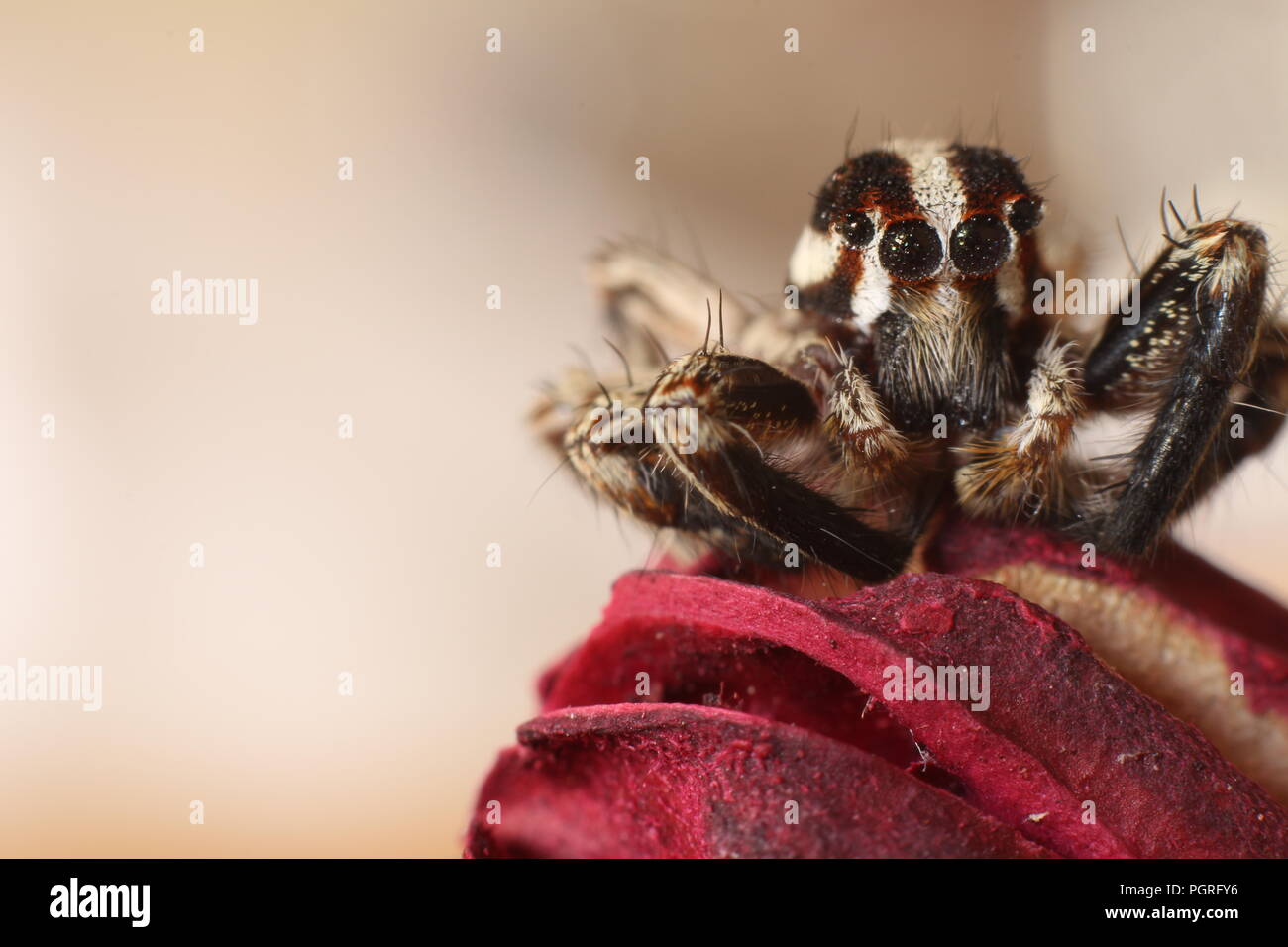 Jumping spiders are a group of spiders that constitute the family ...