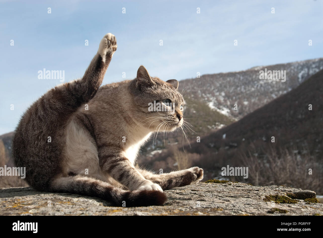 portrait of stray cat in rare posture Stock Photo - Alamy
