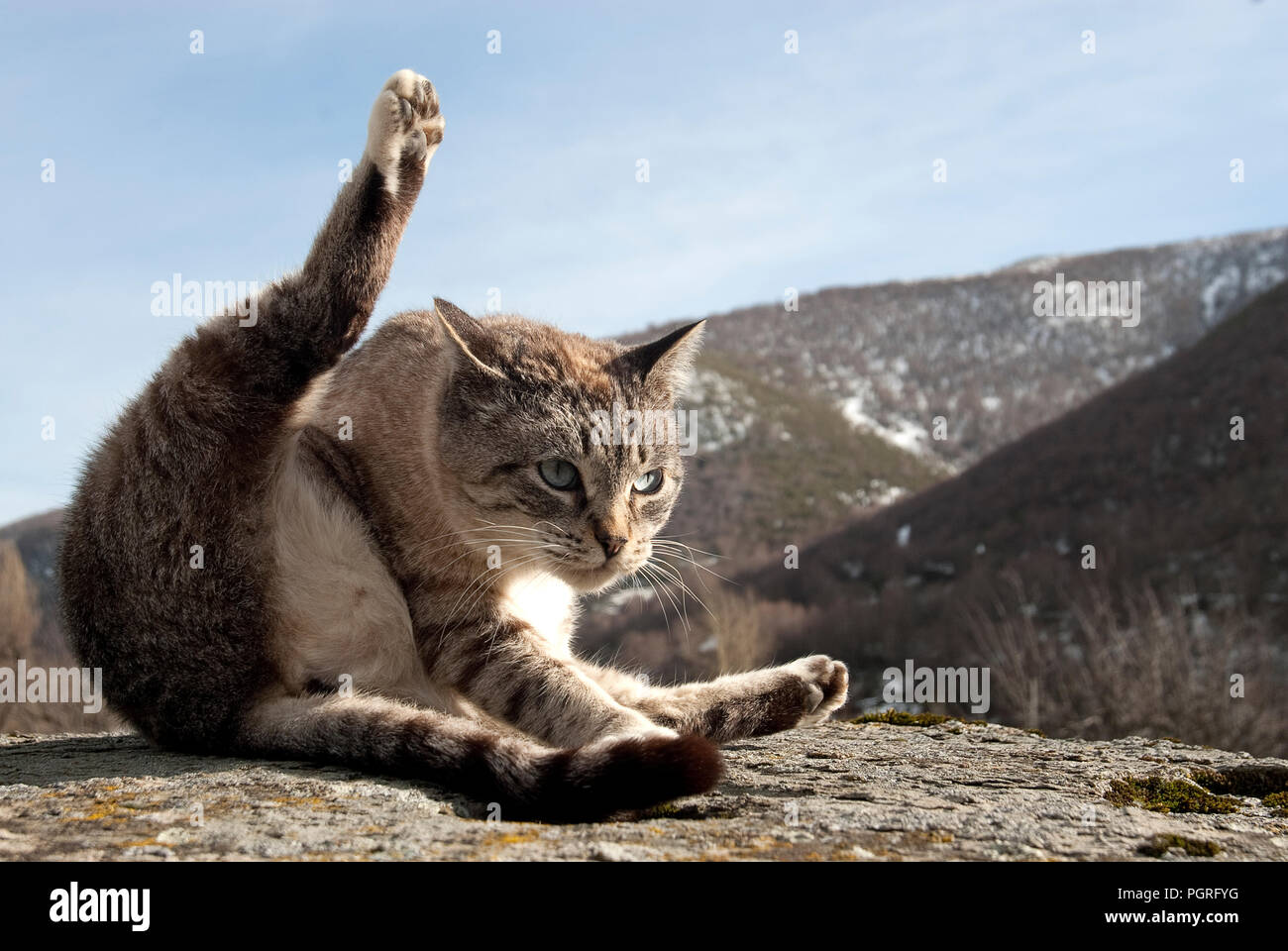 portrait of stray cat in rare posture Stock Photo - Alamy