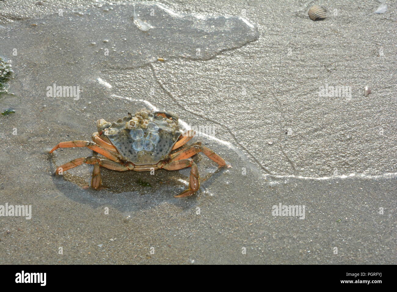 Crab at the North Sea coast in the wave Stock Photo - Alamy