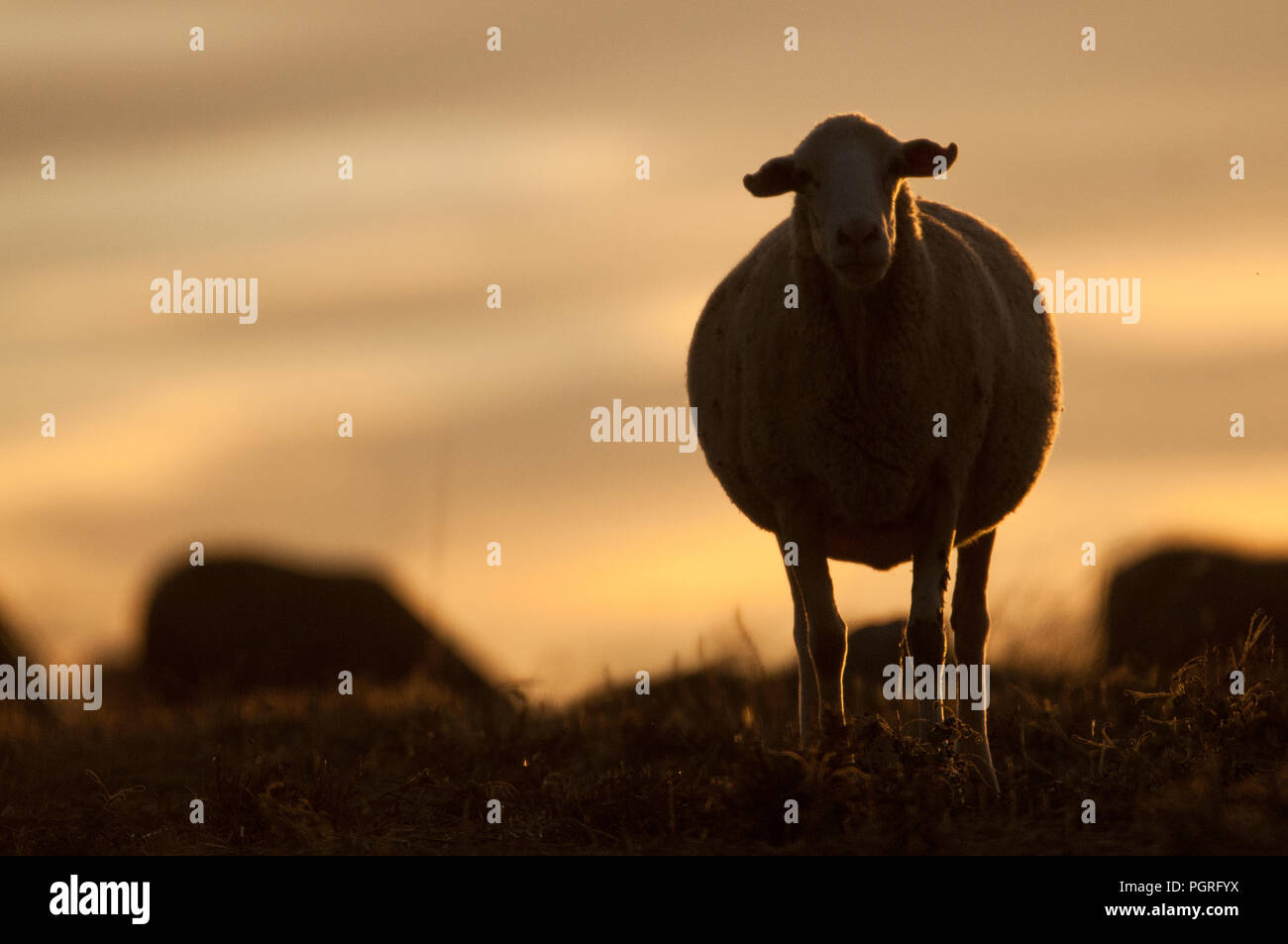 sheep eating at sunset, backlight Stock Photo - Alamy