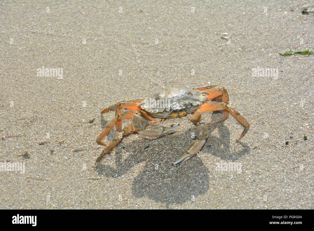 Common Crab High Resolution Stock Photography and Images - Alamy