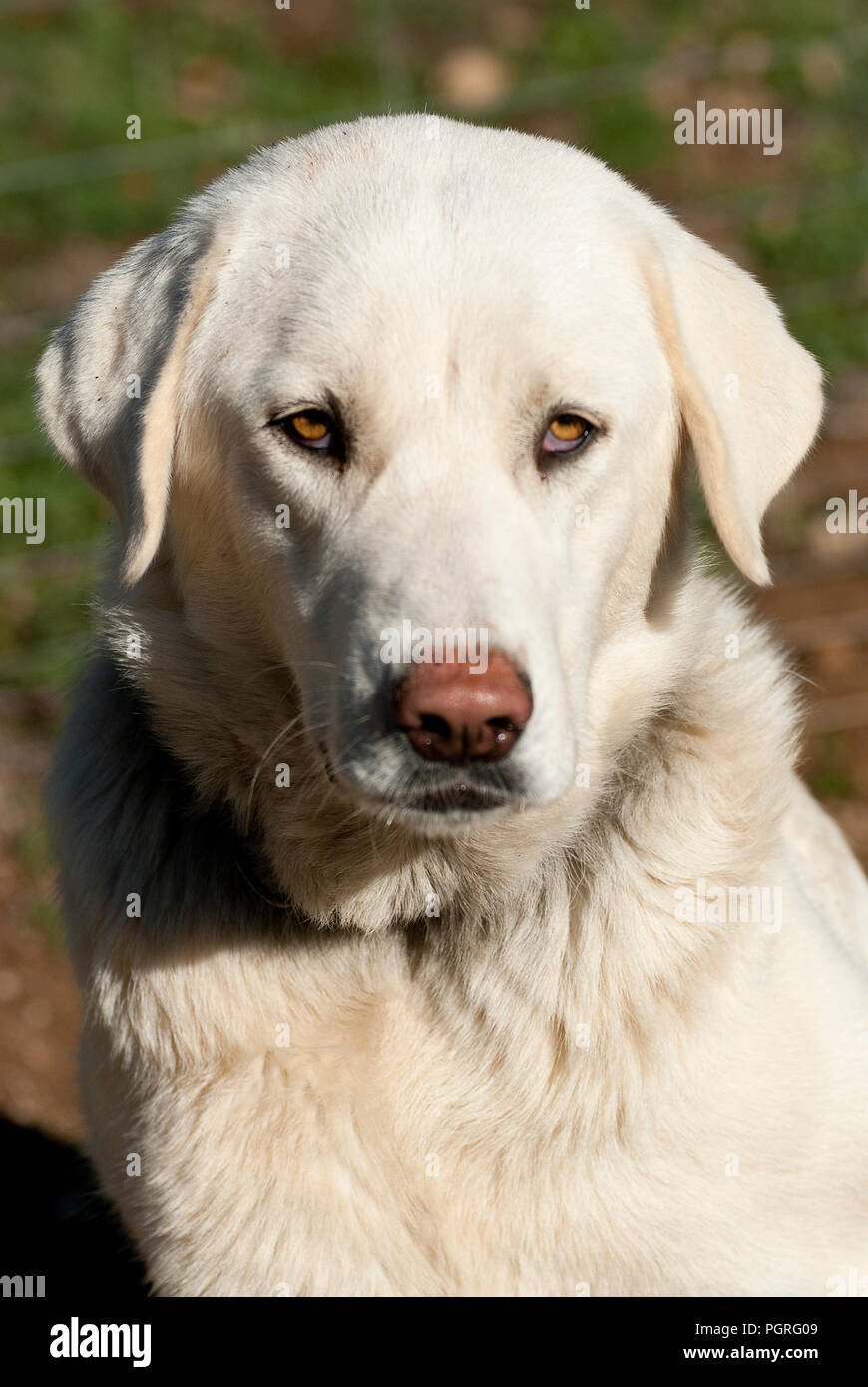 Spanish sheepdog hi-res stock photography and images - Alamy