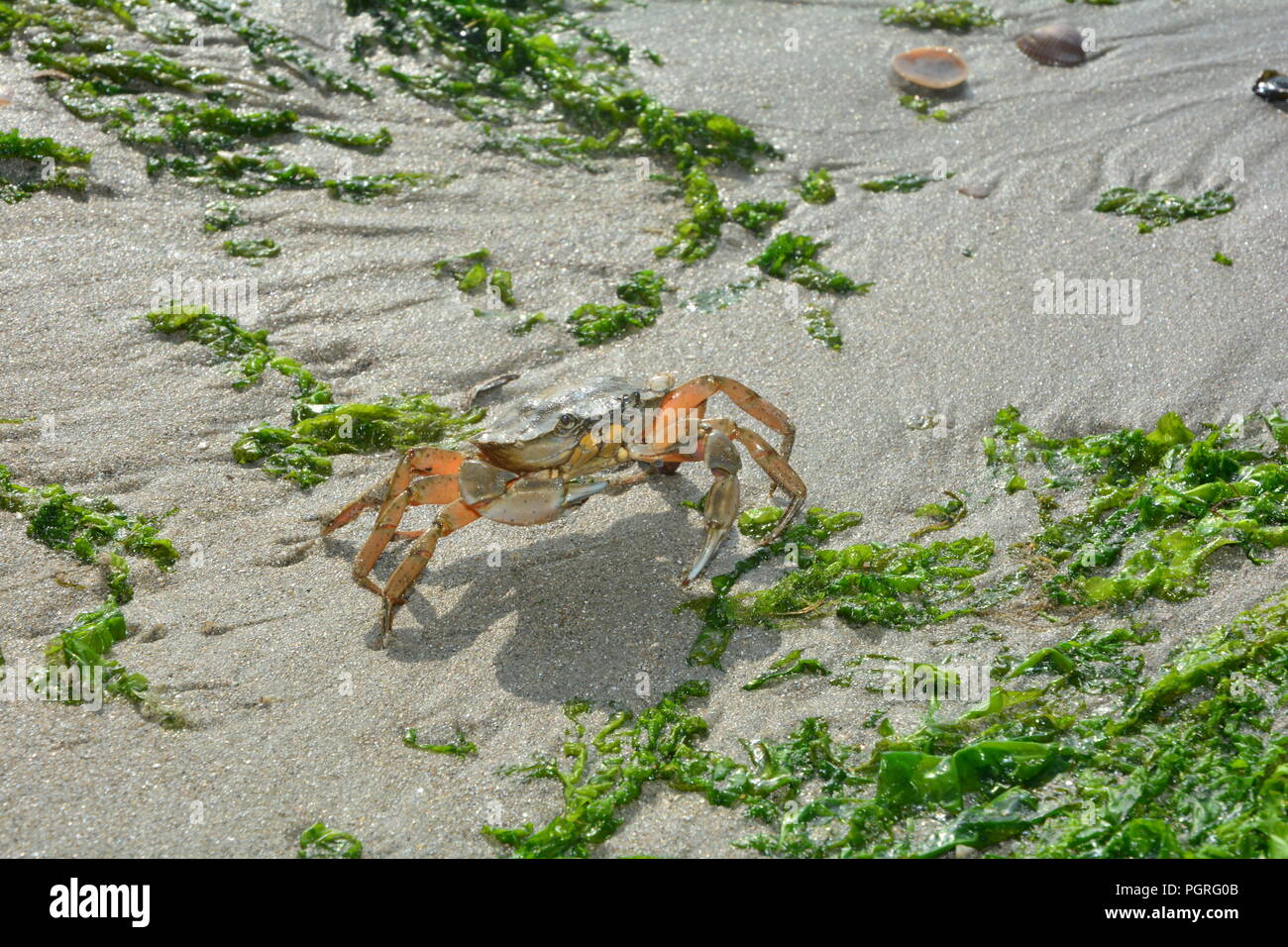 Beach crab in the sand with mussels and algae Stock Photo - Alamy