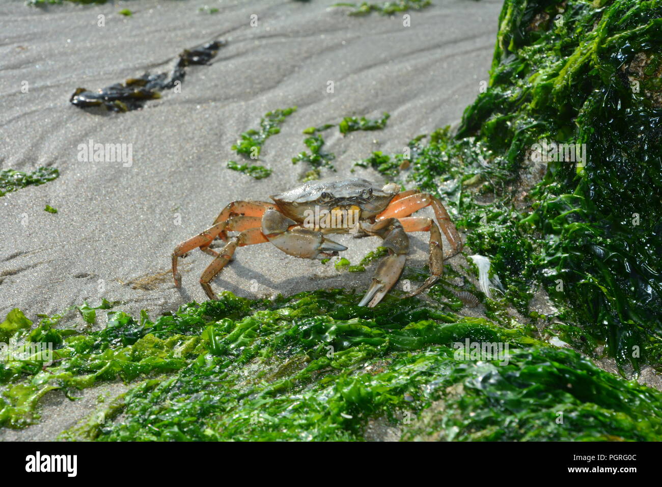 Algae crab hi-res stock photography and images - Alamy
