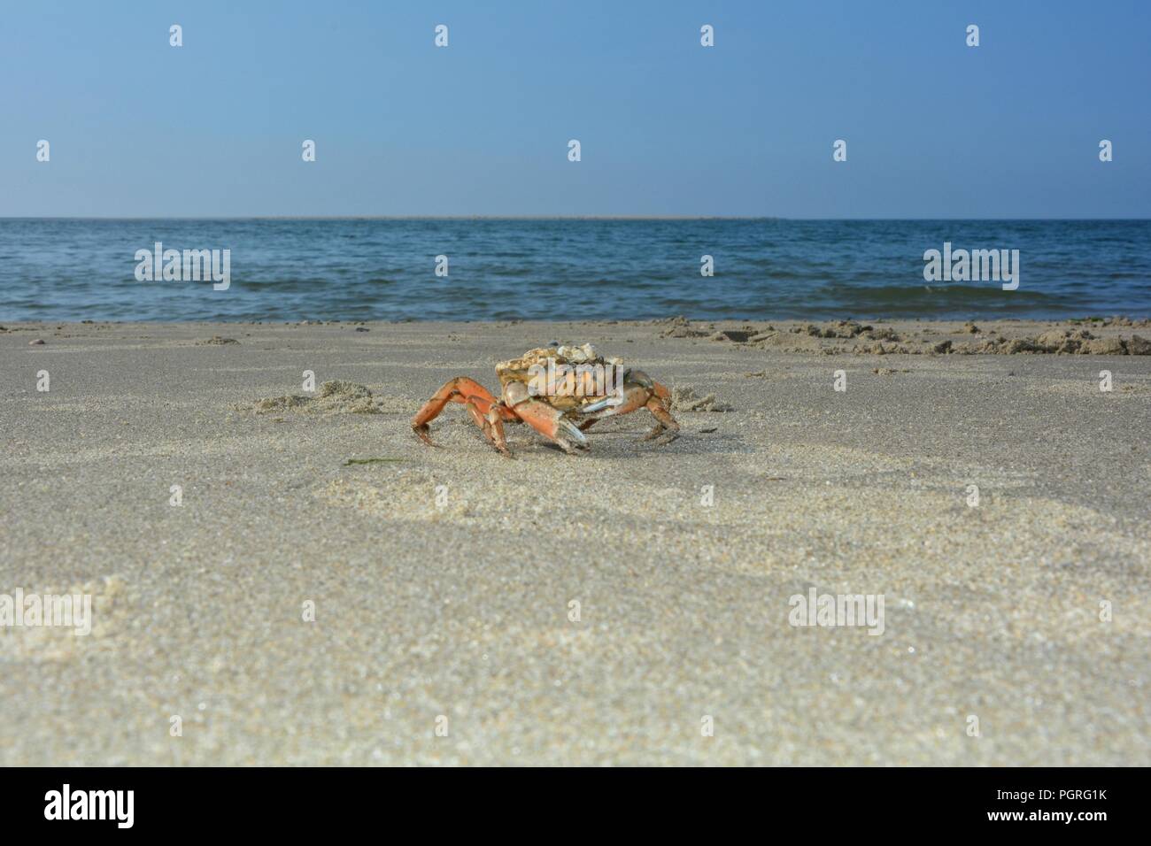 One leg crab hi-res stock photography and images - Alamy