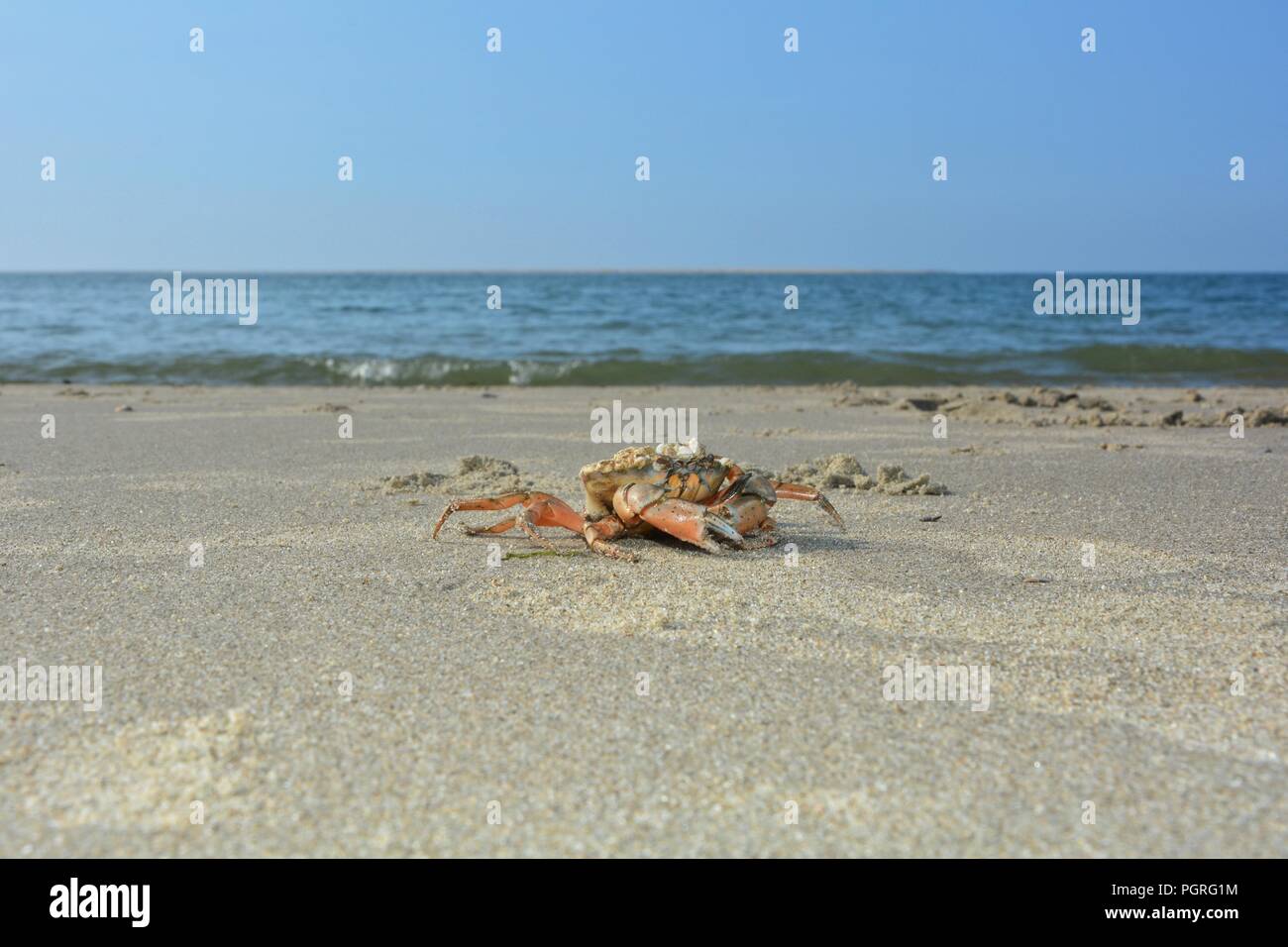 One crab on the sandy beach with waves in the background Stock Photo ...