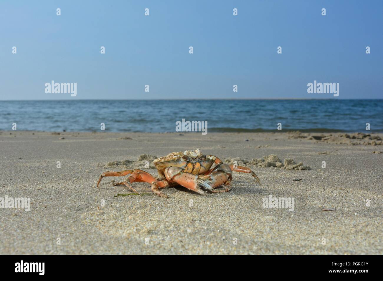 Crabs on sand hi-res stock photography and images - Alamy