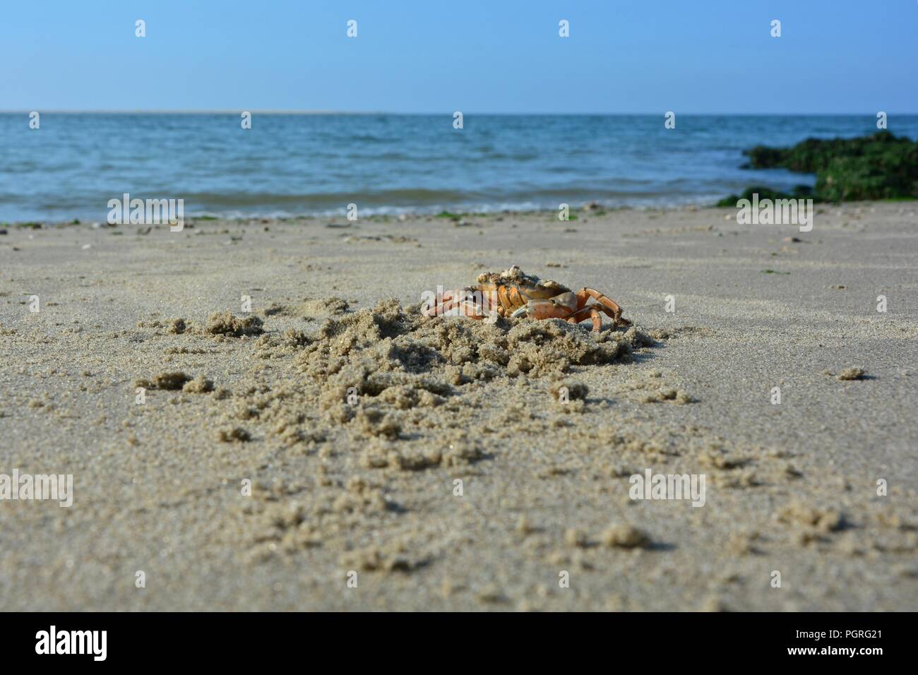 Kelp crab sea hi-res stock photography and images - Alamy