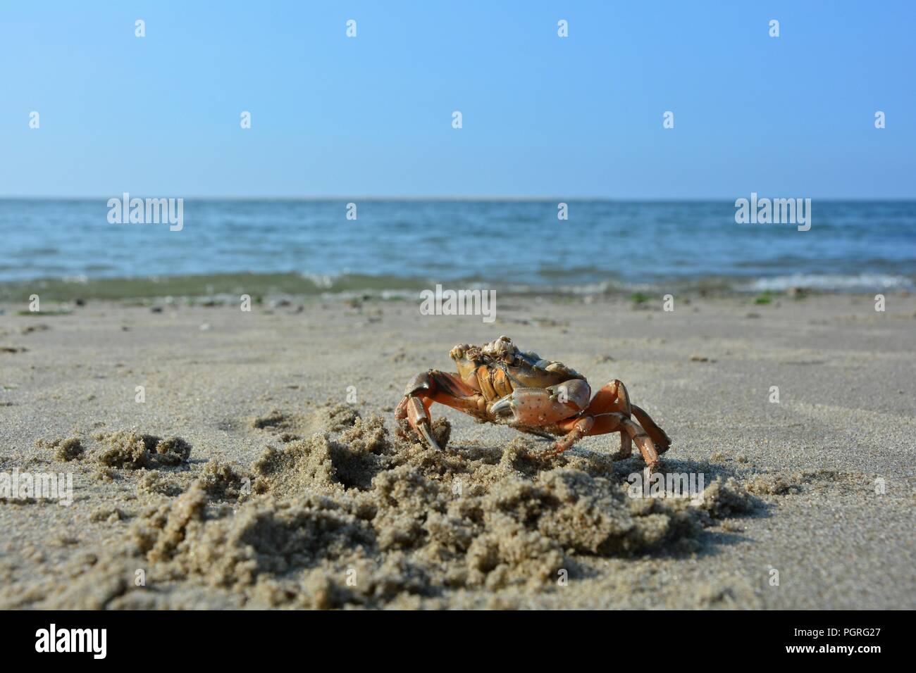 Sand crab on the sandy beach with waves in the background Stock Photo ...