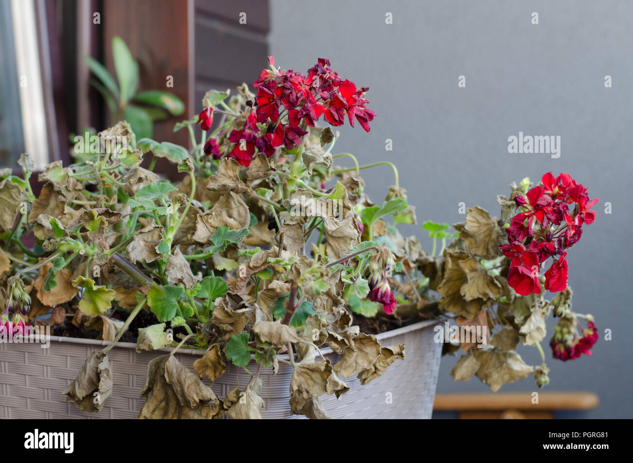 Half-Dead and shriveled plant Pelargonuim, in a plastic pot, on the ...