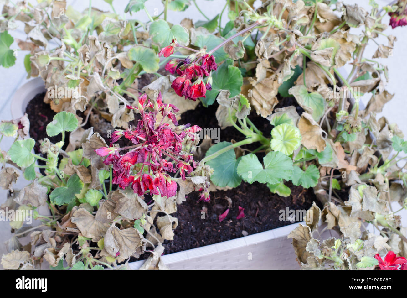 Half dead half blooming garden hi-res stock photography and images - Alamy