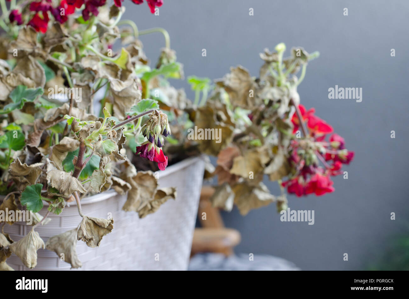 Half-Dead and shriveled plant Pelargonuim, in a plastic pot, on the ...