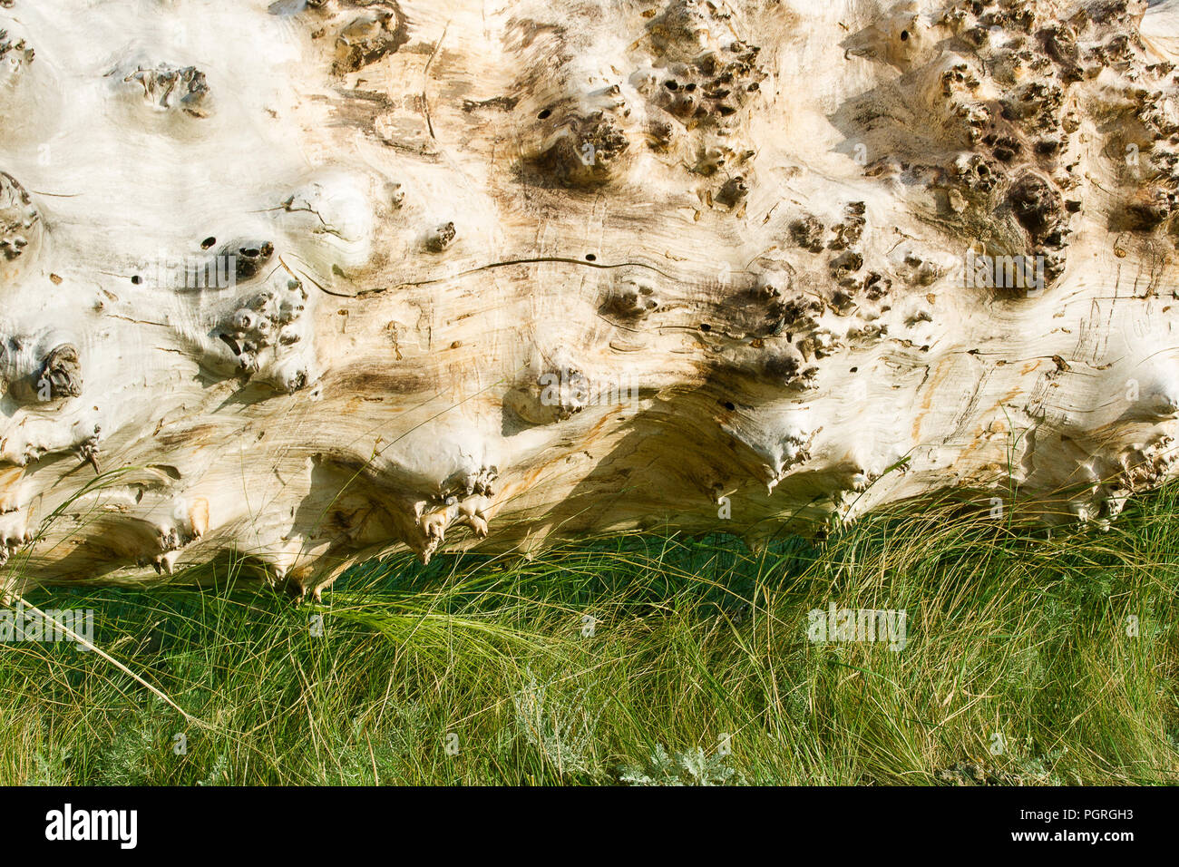 Side view of old log lying on the grass. Tree trunk without bark. Macro ...