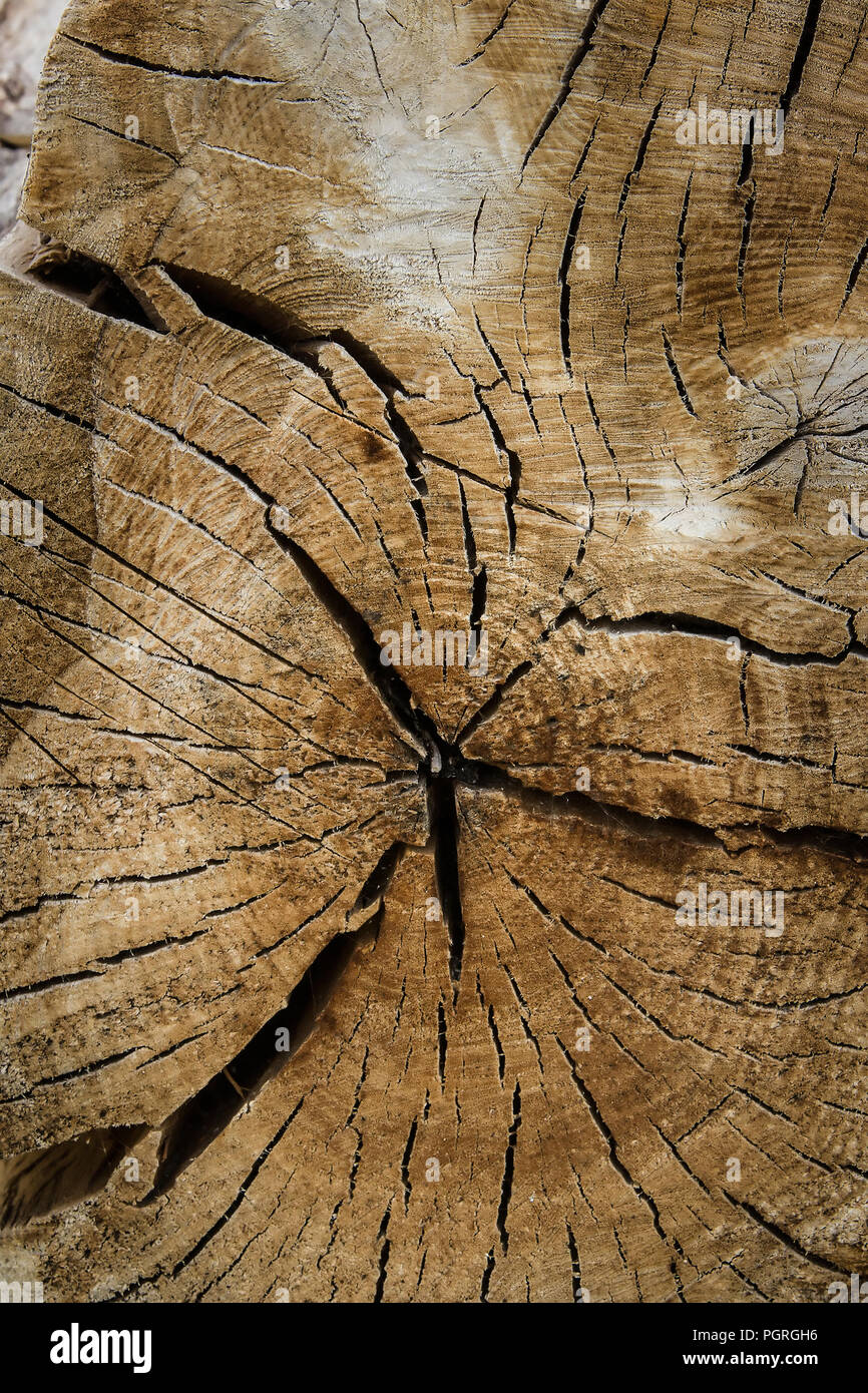 Top view of old cut logs, cut wood. Wood stump. Texture of timber ...