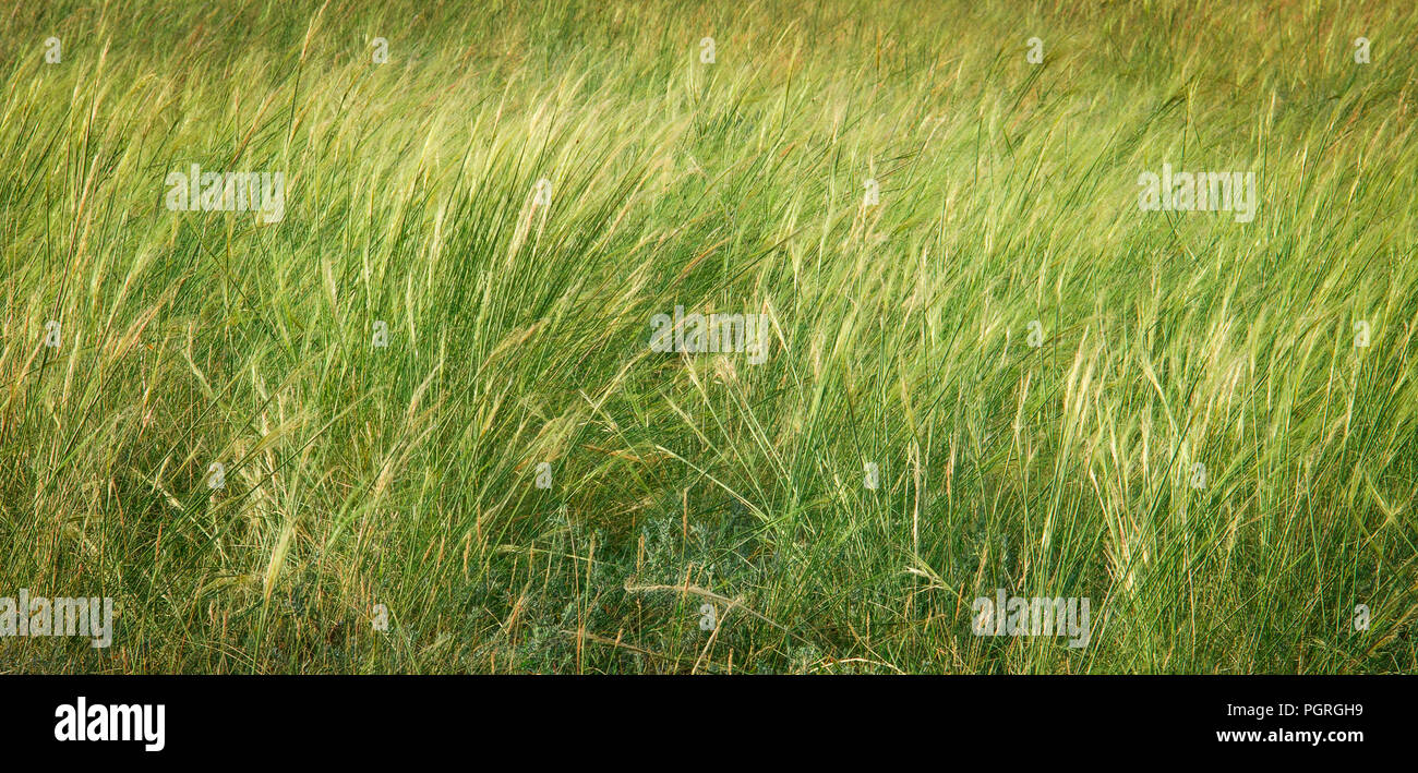 Feather grass field close up. Green grass texture. Summer plain ...