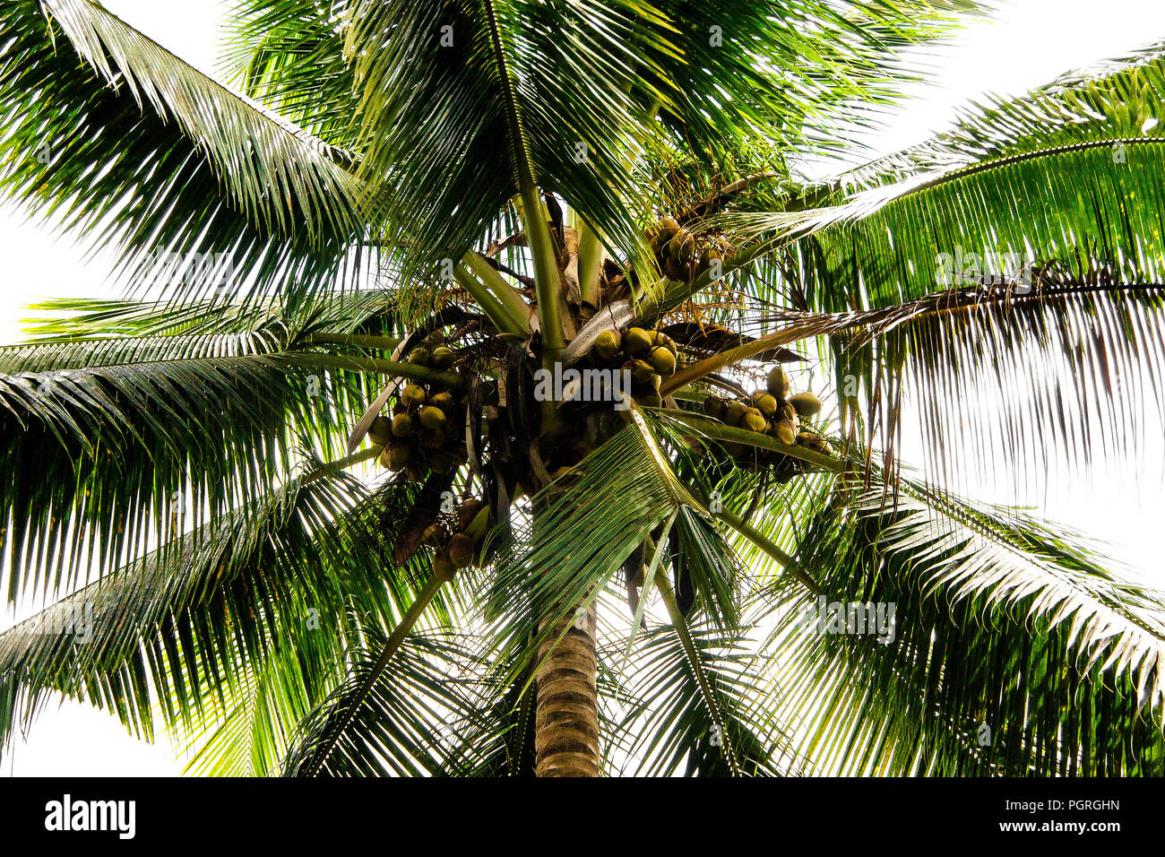 Tropical coconut palm tree with ripe coconuts isolated on white ...