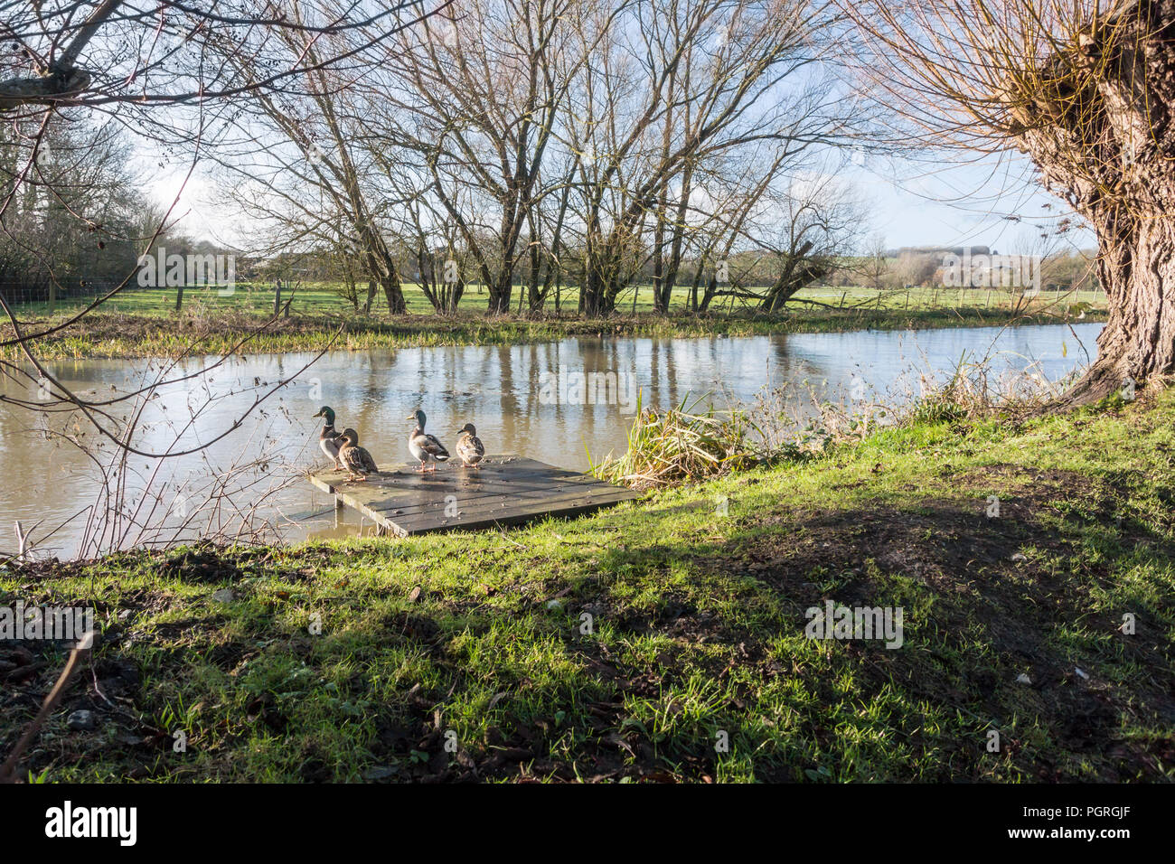 Ducks on the Great Stour river in the ancient village of Chartham, Kent ...