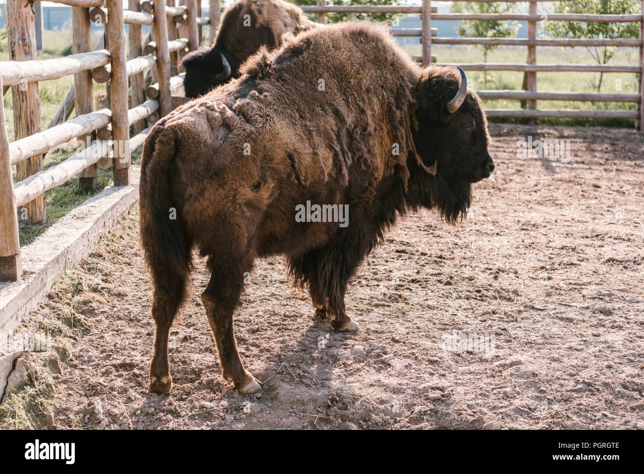 Two bisons in zoo hi-res stock photography and images - Alamy
