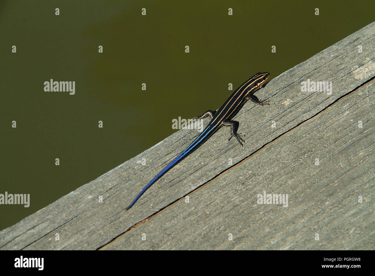 Five lined skink hi-res stock photography and images - Alamy