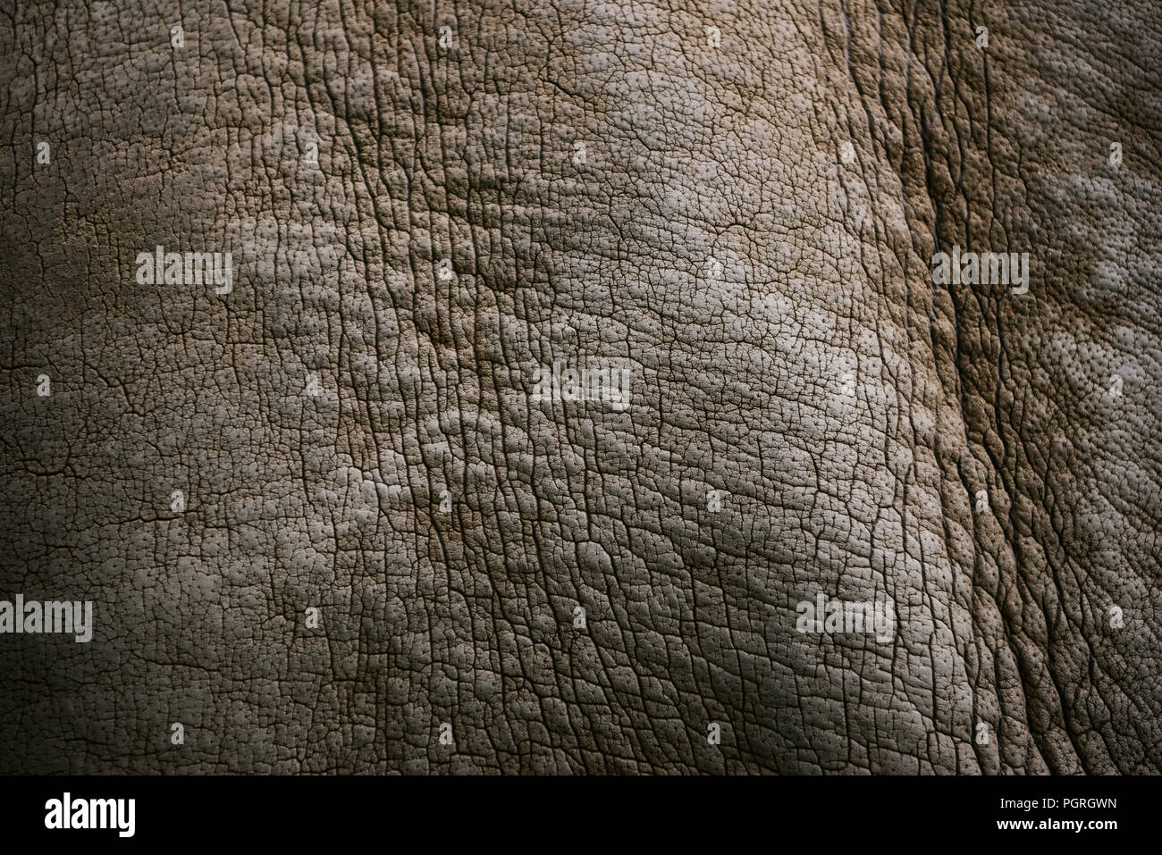 full frame image of white rhino skin background Stock Photo - Alamy