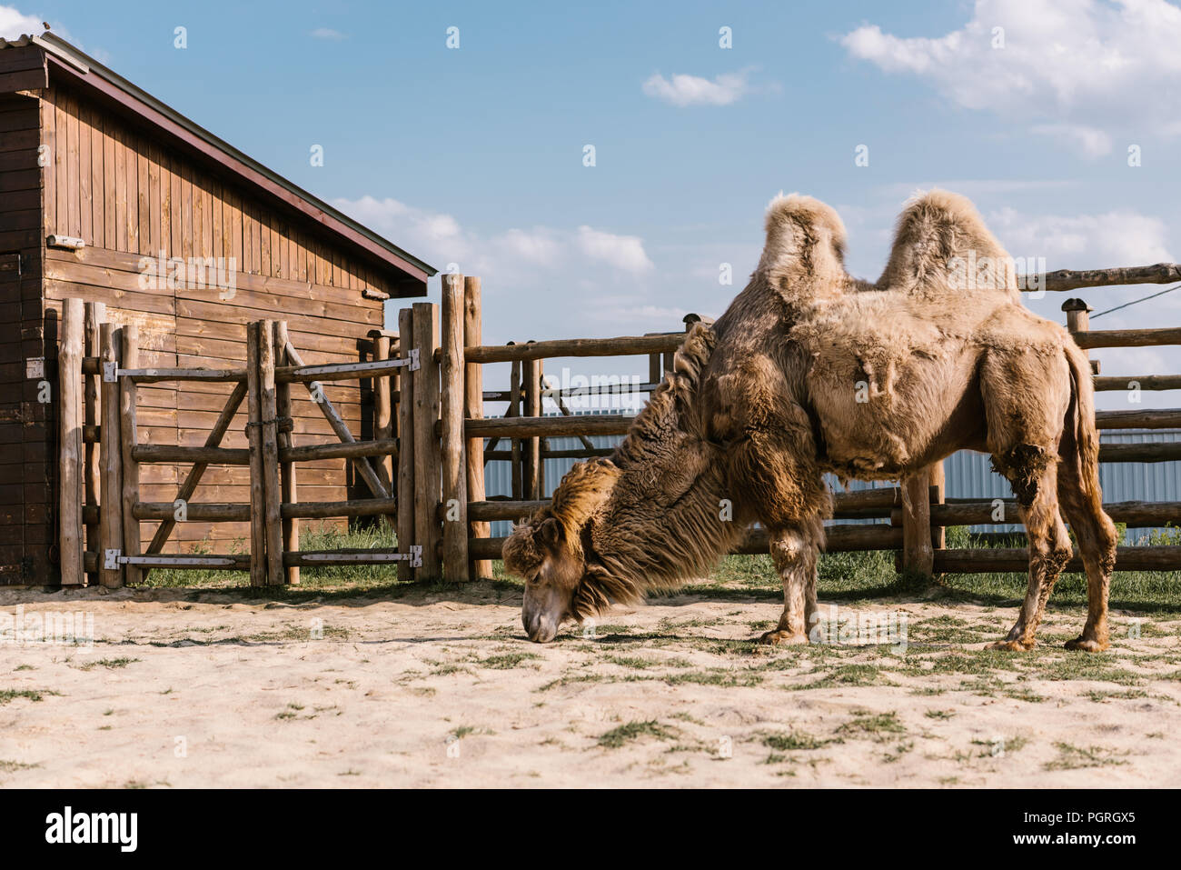 Camel eating grass hi-res stock photography and images - Alamy