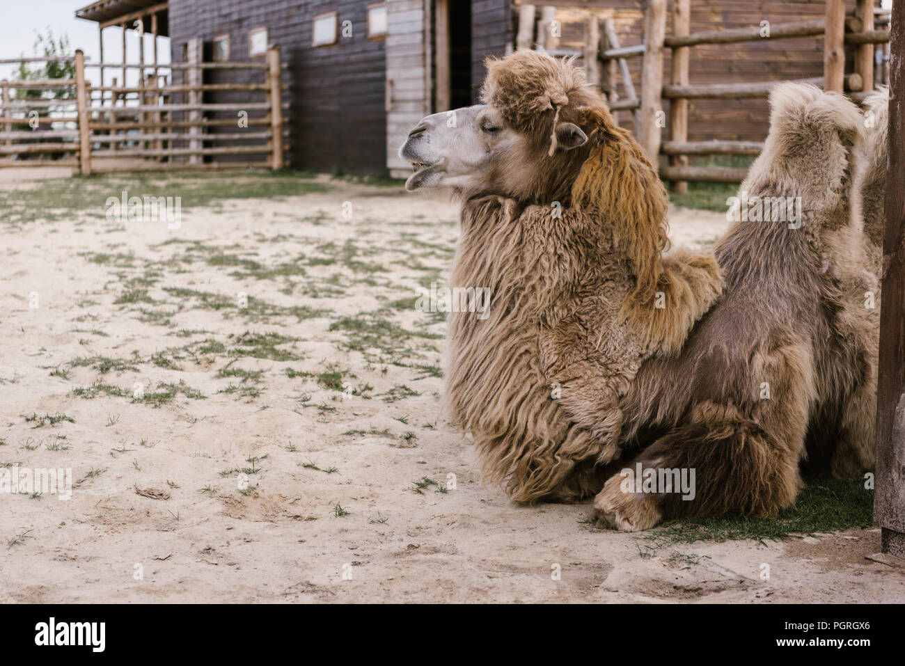 Bactrian camel side view hi-res stock photography and images - Alamy