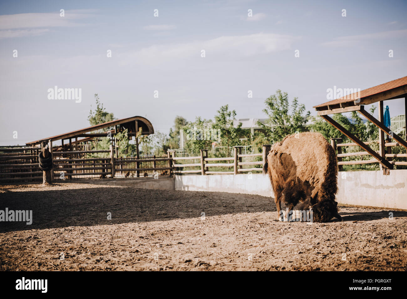 Buffalo corral hi-res stock photography and images - Alamy