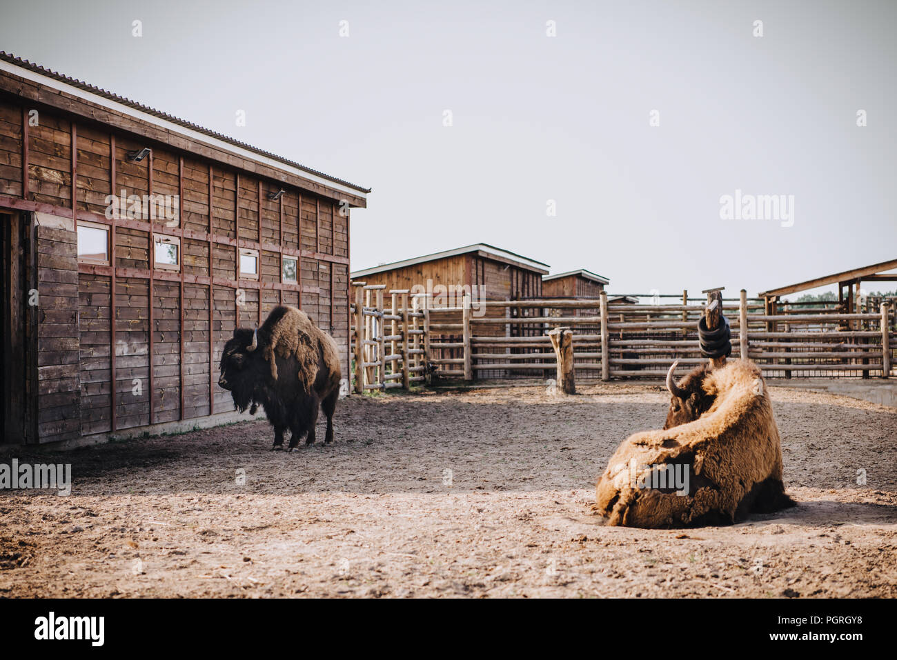 Two bisons in zoo hi-res stock photography and images - Alamy