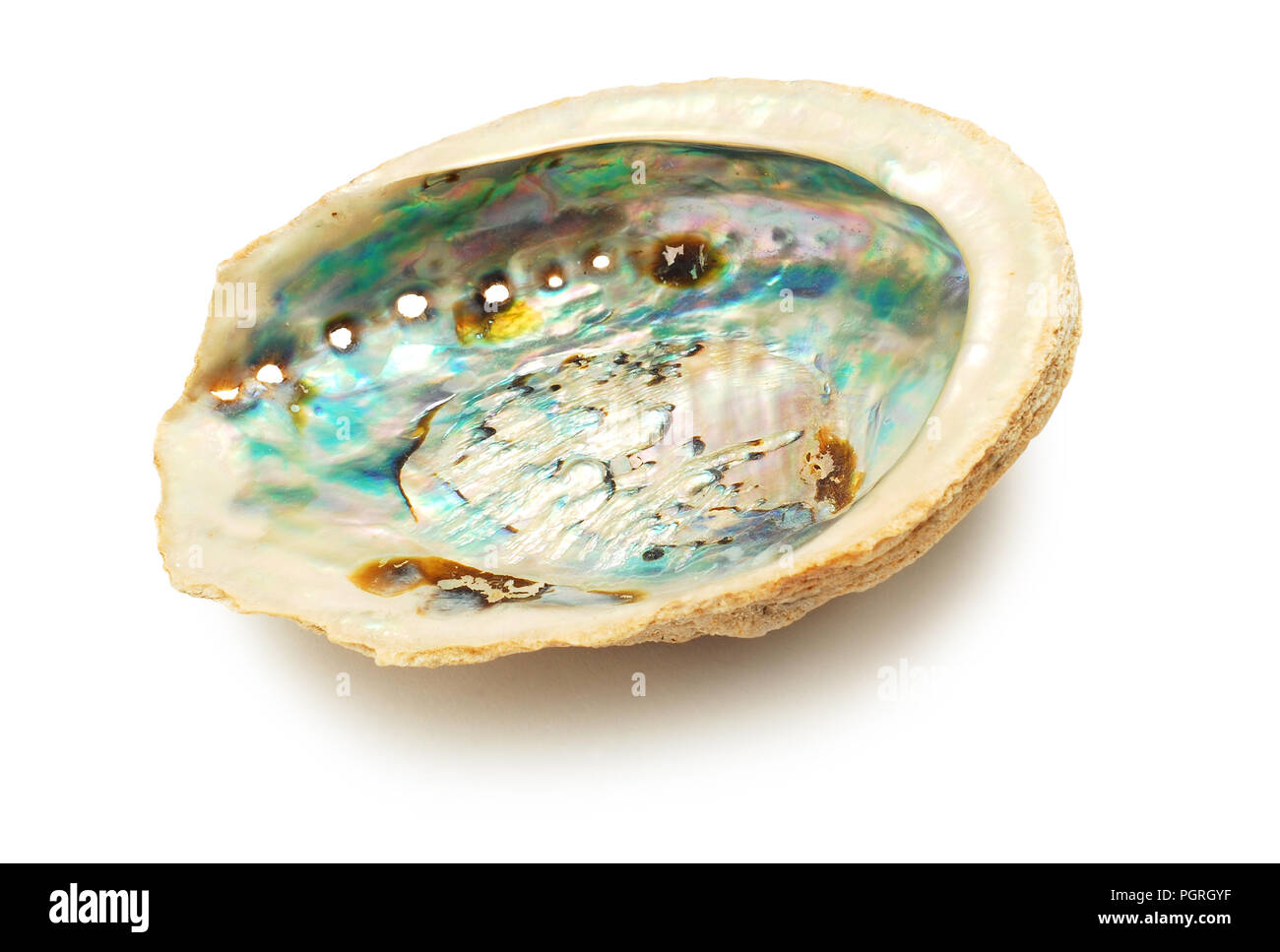 empty oyster shell isolated on white Stock Photo - Alamy