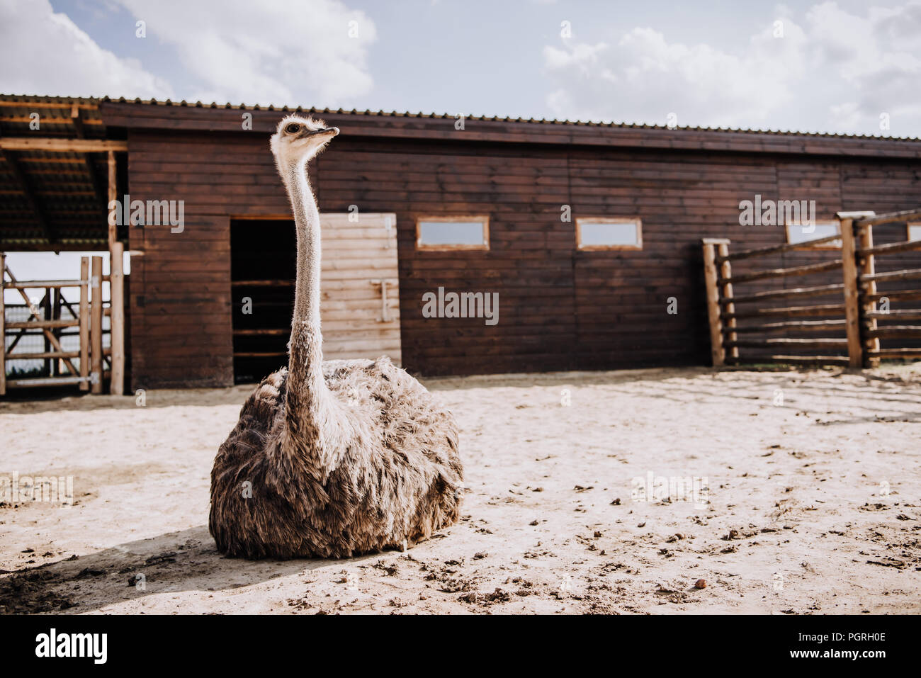 Corral bird hi-res stock photography and images - Alamy