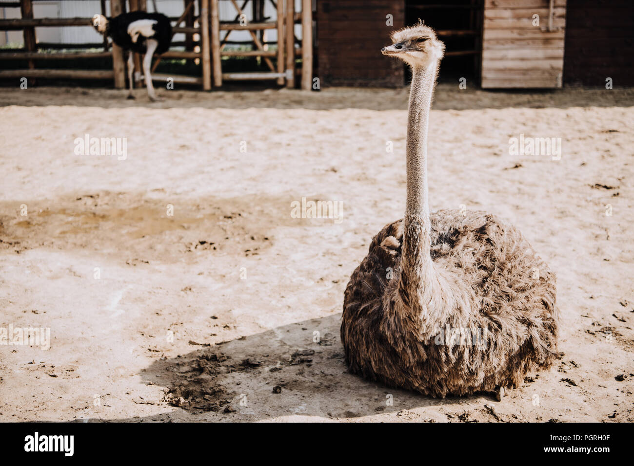 Ostrich sitting hi-res stock photography and images - Alamy