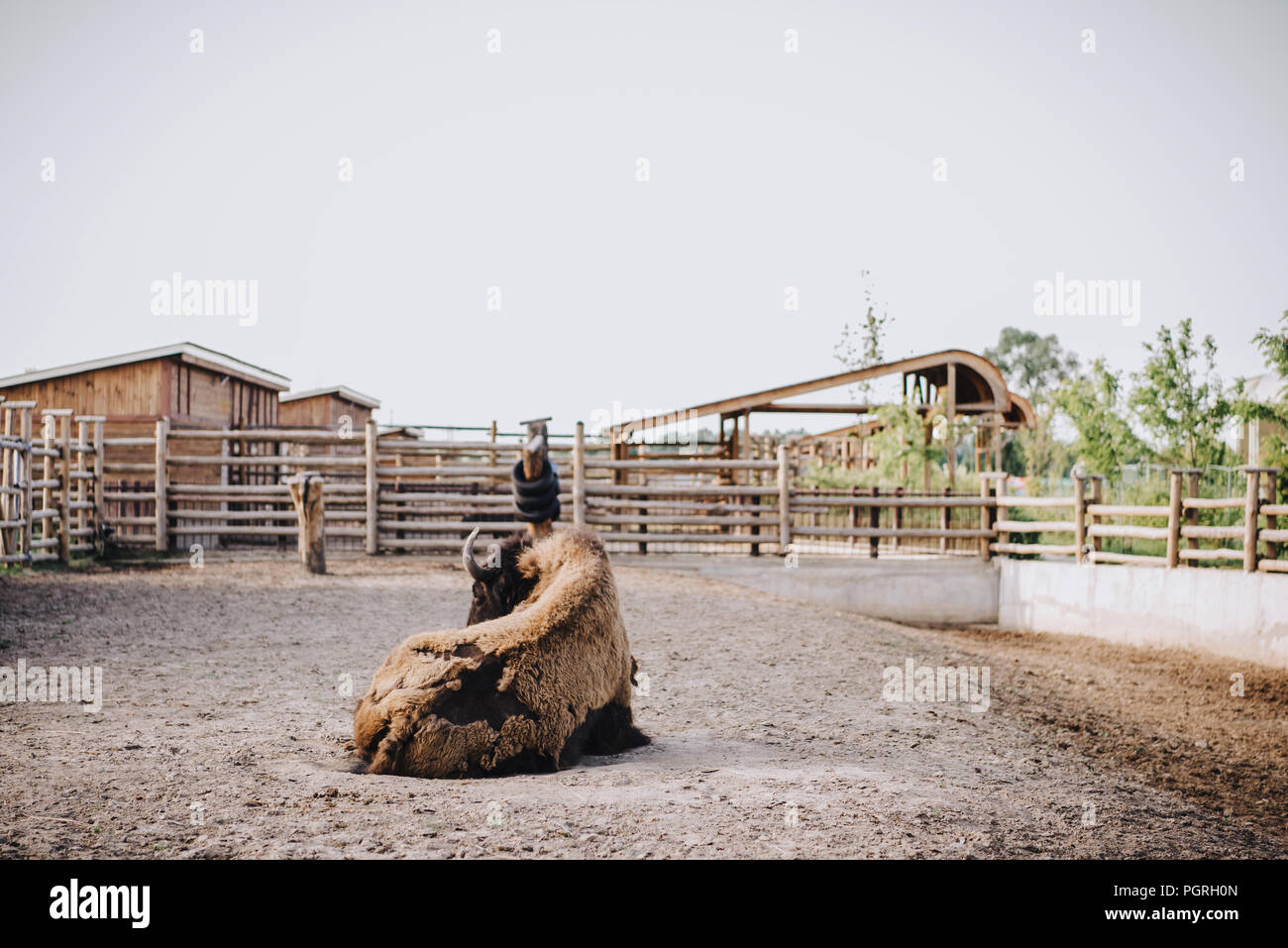Buffalo corral hi-res stock photography and images - Alamy