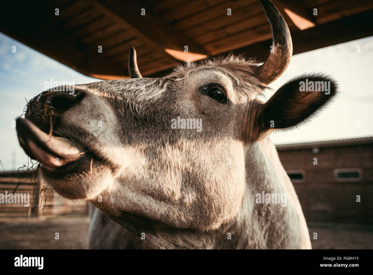 Close up shot cow eating hi-res stock photography and images - Alamy