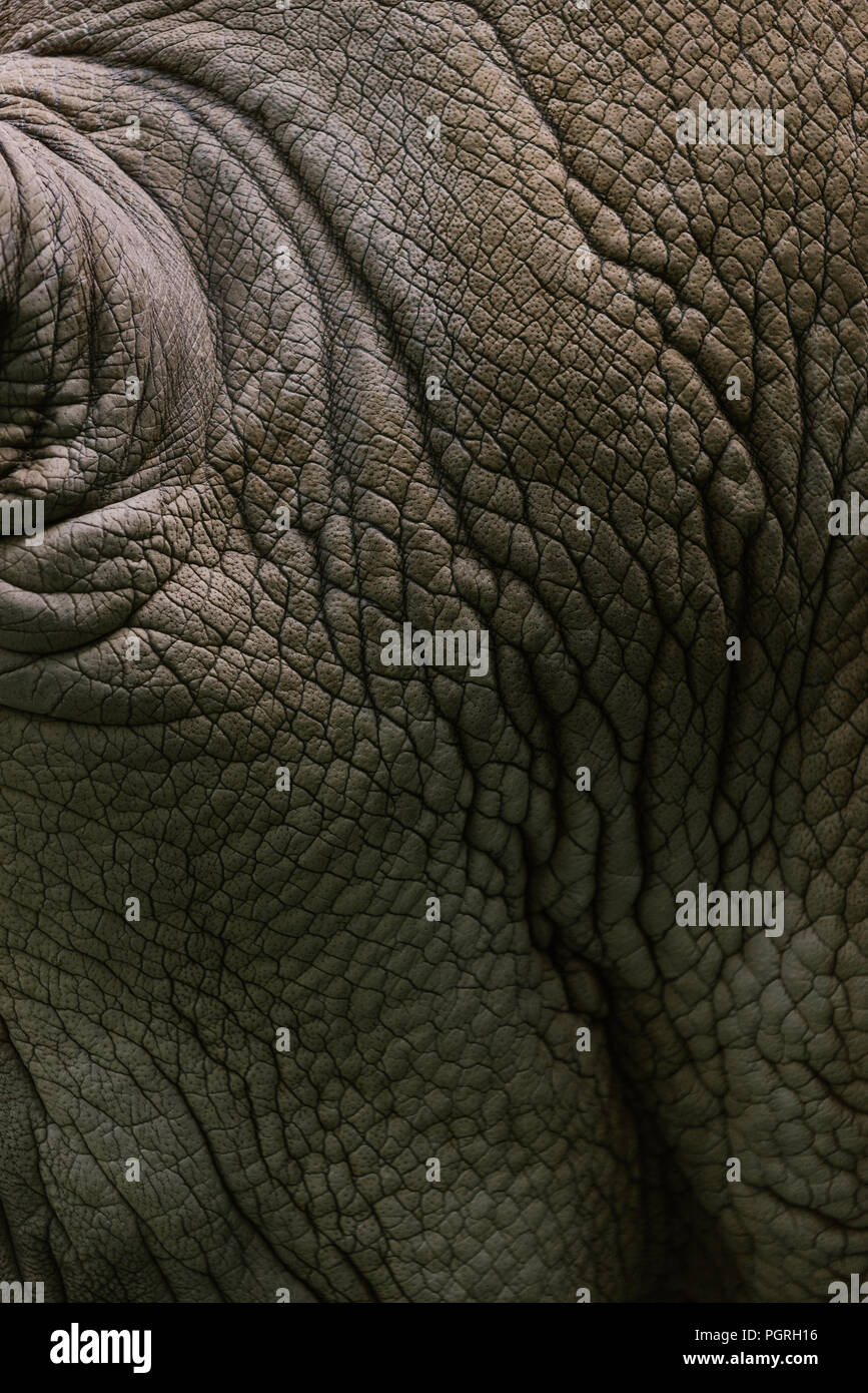 full frame image of white rhino skin background Stock Photo - Alamy