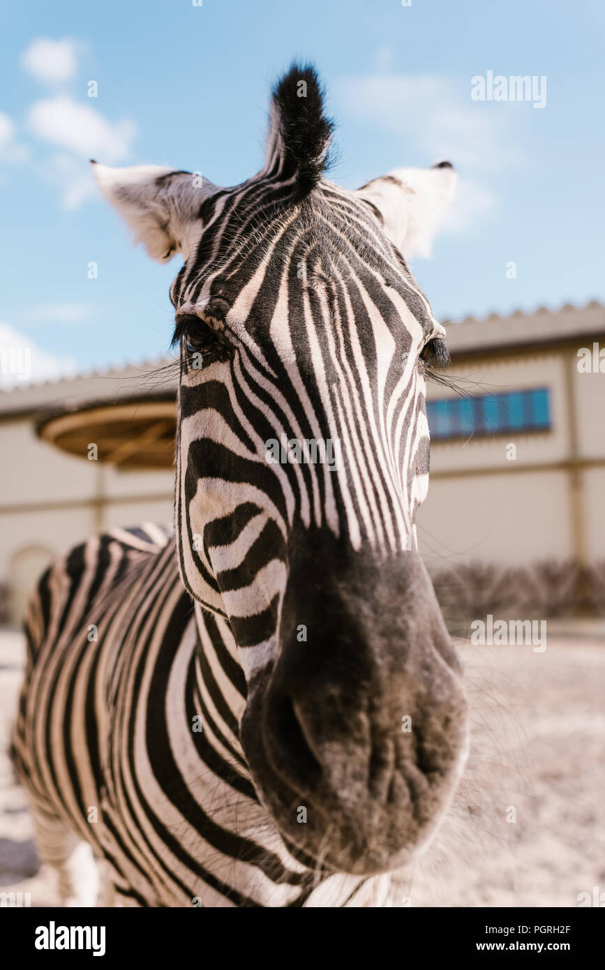 close up view of zebra muzzle on blurred background at zoo Stock Photo ...
