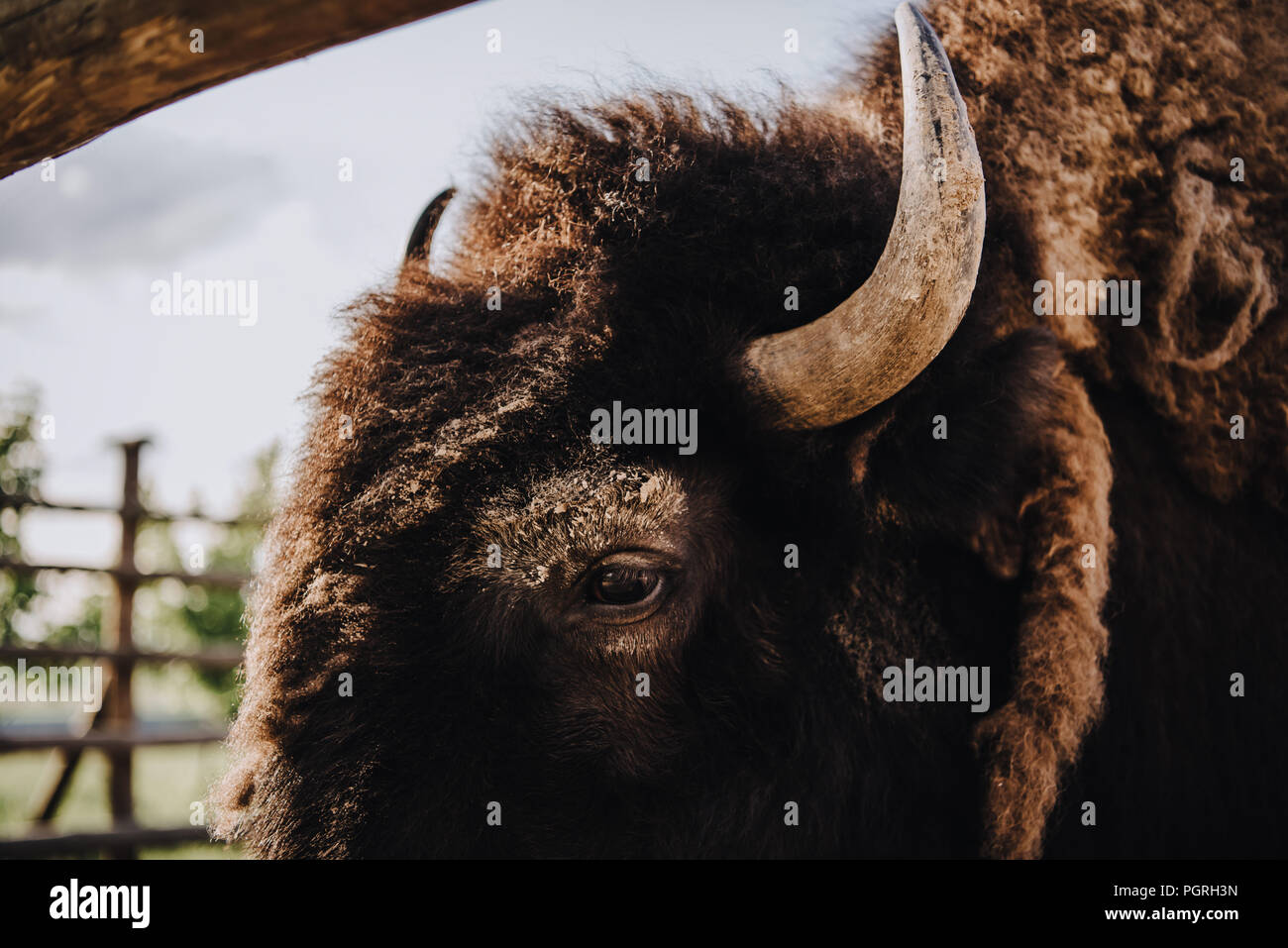 Buffalo corral hi-res stock photography and images - Alamy