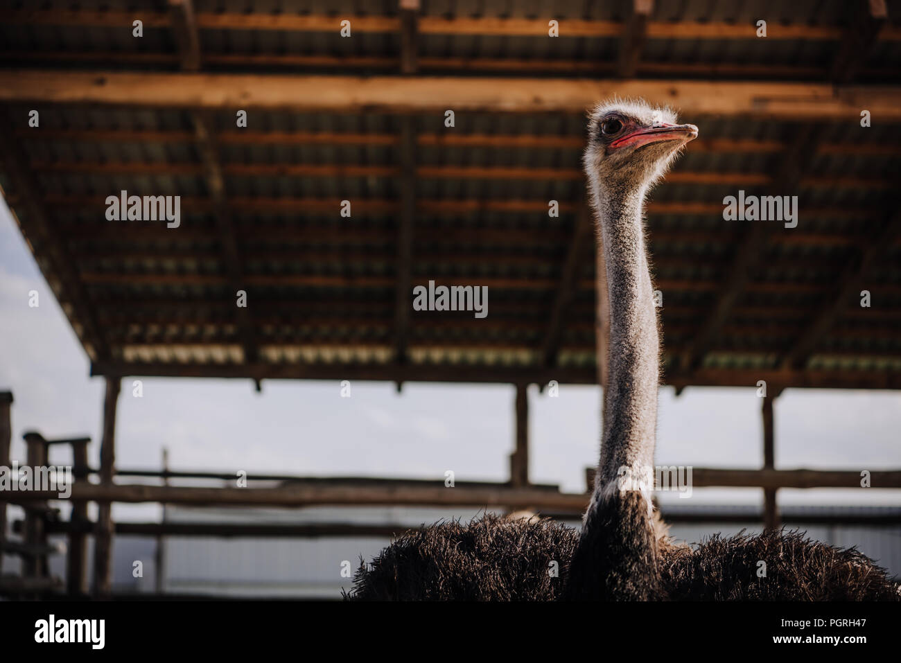 Corral bird hi-res stock photography and images - Alamy