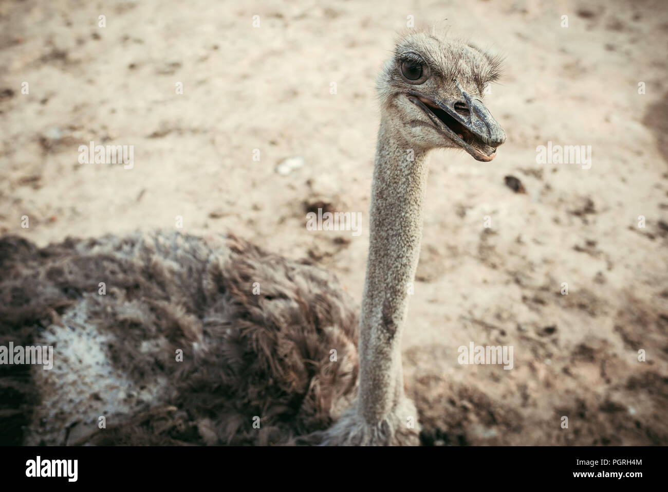Ostrich standing hi-res stock photography and images - Alamy